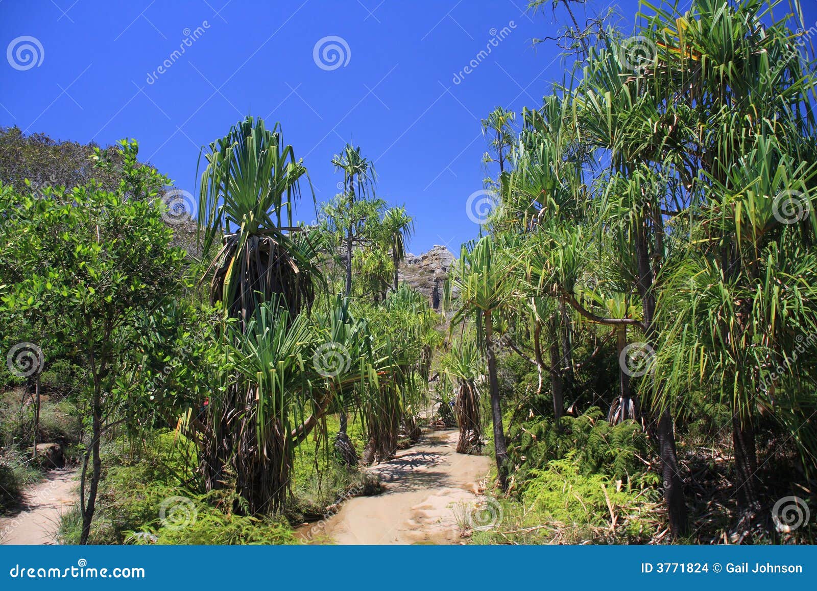 Isalo National Park stock photo. Image of malagasy, tree - 3771824