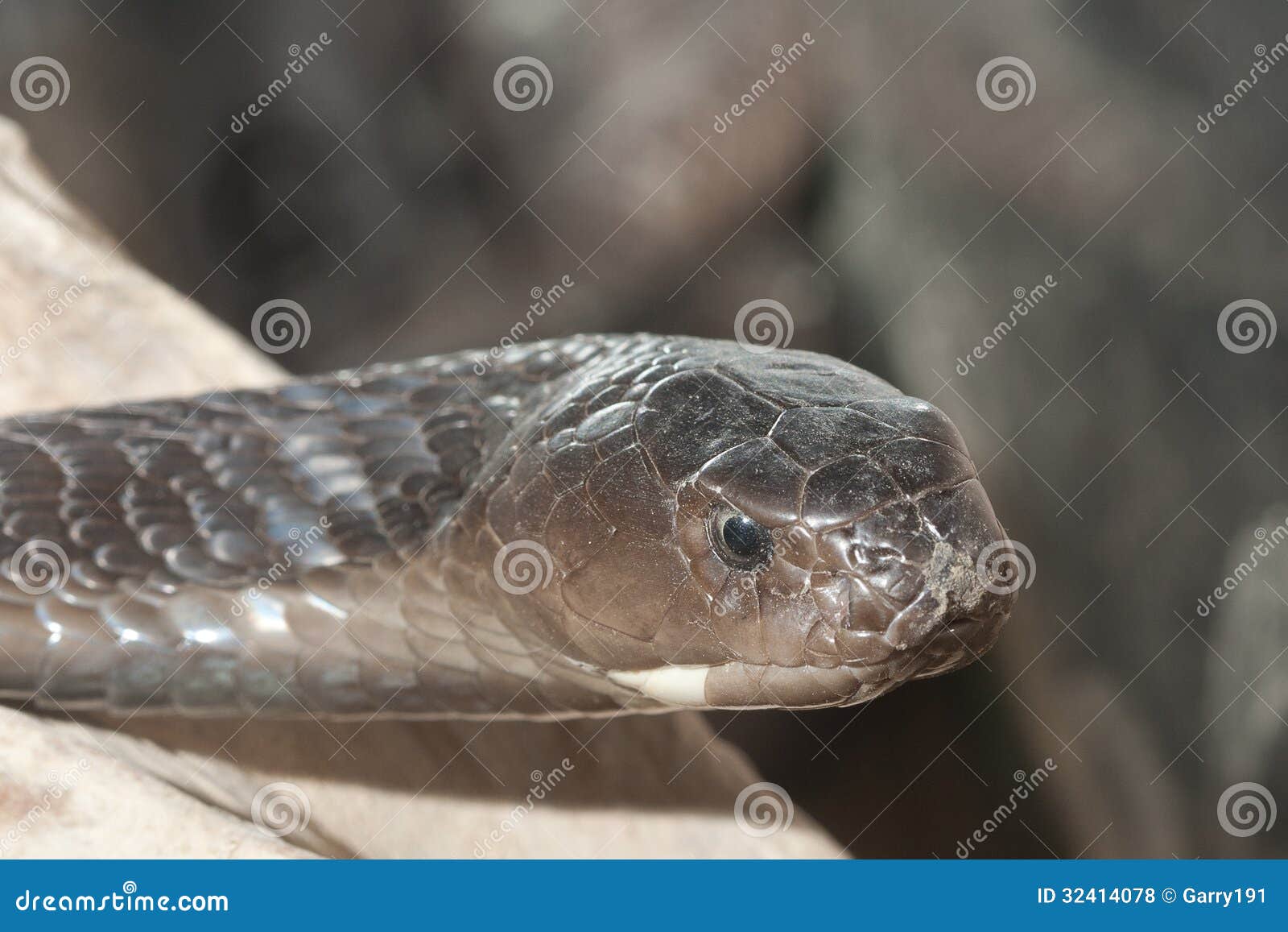 Isan Spitting Cobra - Poisonous Snake Stock Photo - Image of ...
