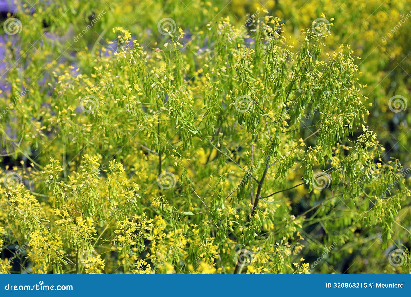 Isatis Tinctoria, Also Called Woaddyer S Woad, Dyer S-weed, Stock Image ...