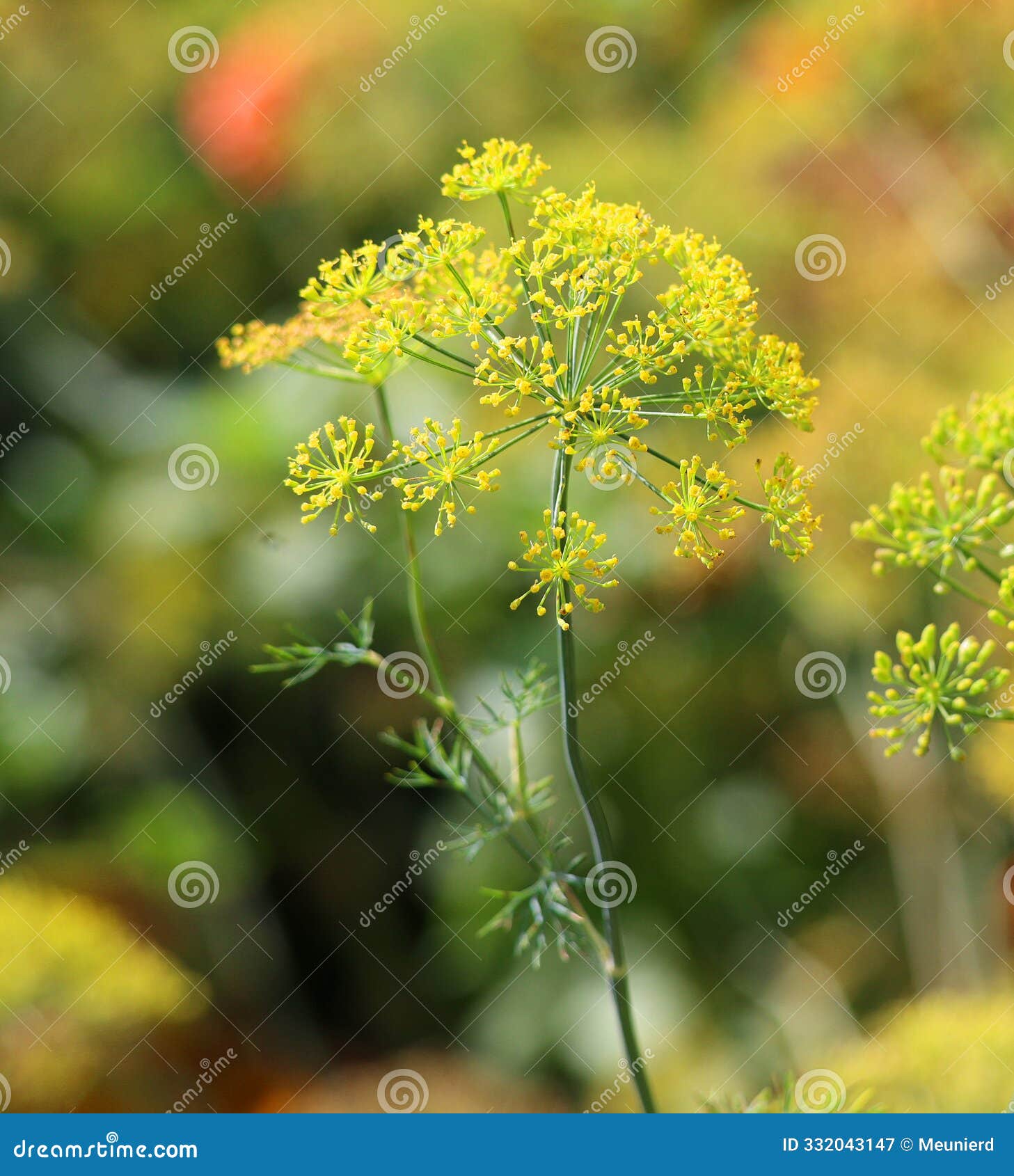 Isatis Tinctoria, Also Called Woaddyer S Woad, Dyer S-weed, Stock Image ...