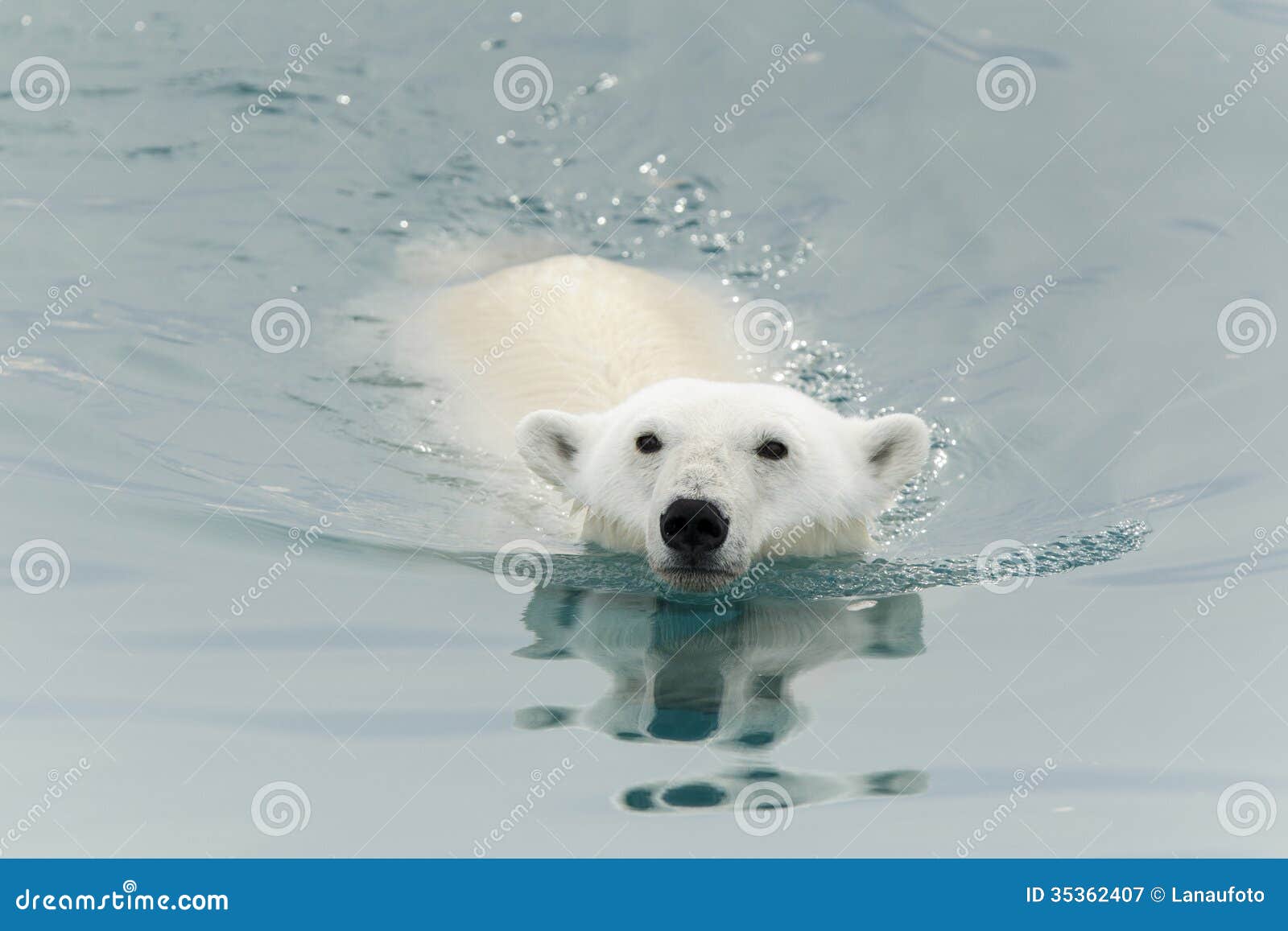 Isbjörn som simmar i havet fotografering för bildbyråer. Bild av enkelt ...