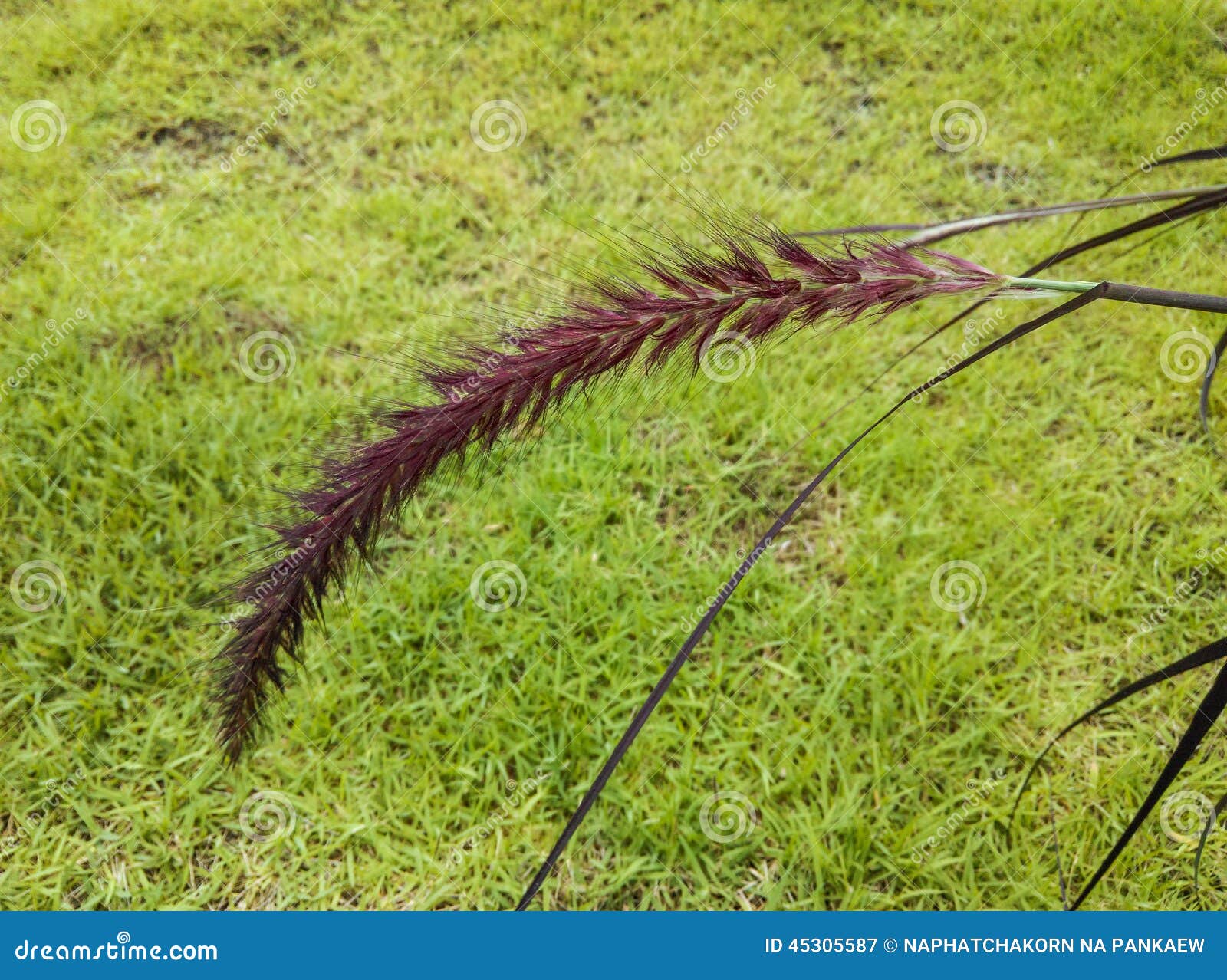 Ischaemum rugosum Salisb stock image. Image of salisb - 45305587