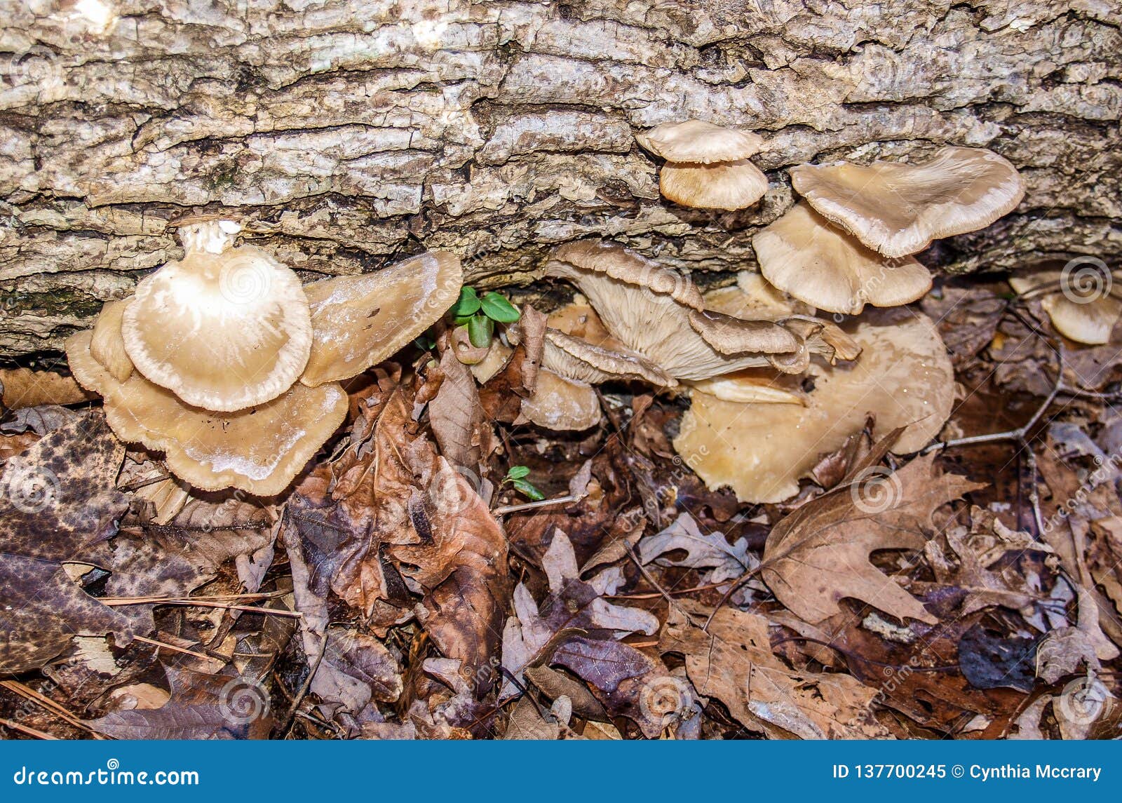 Ischnoderma Resinosum Mushroom Stock Image - Image of polypore ...