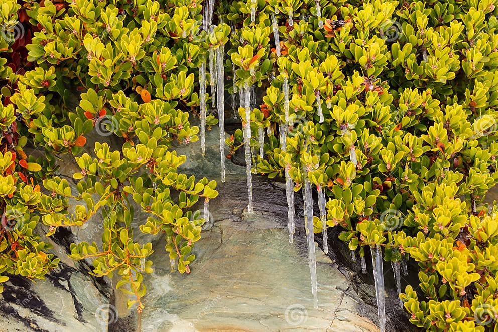 Isicles on Branches of Bear Grape Stock Image - Image of branch, leaf ...