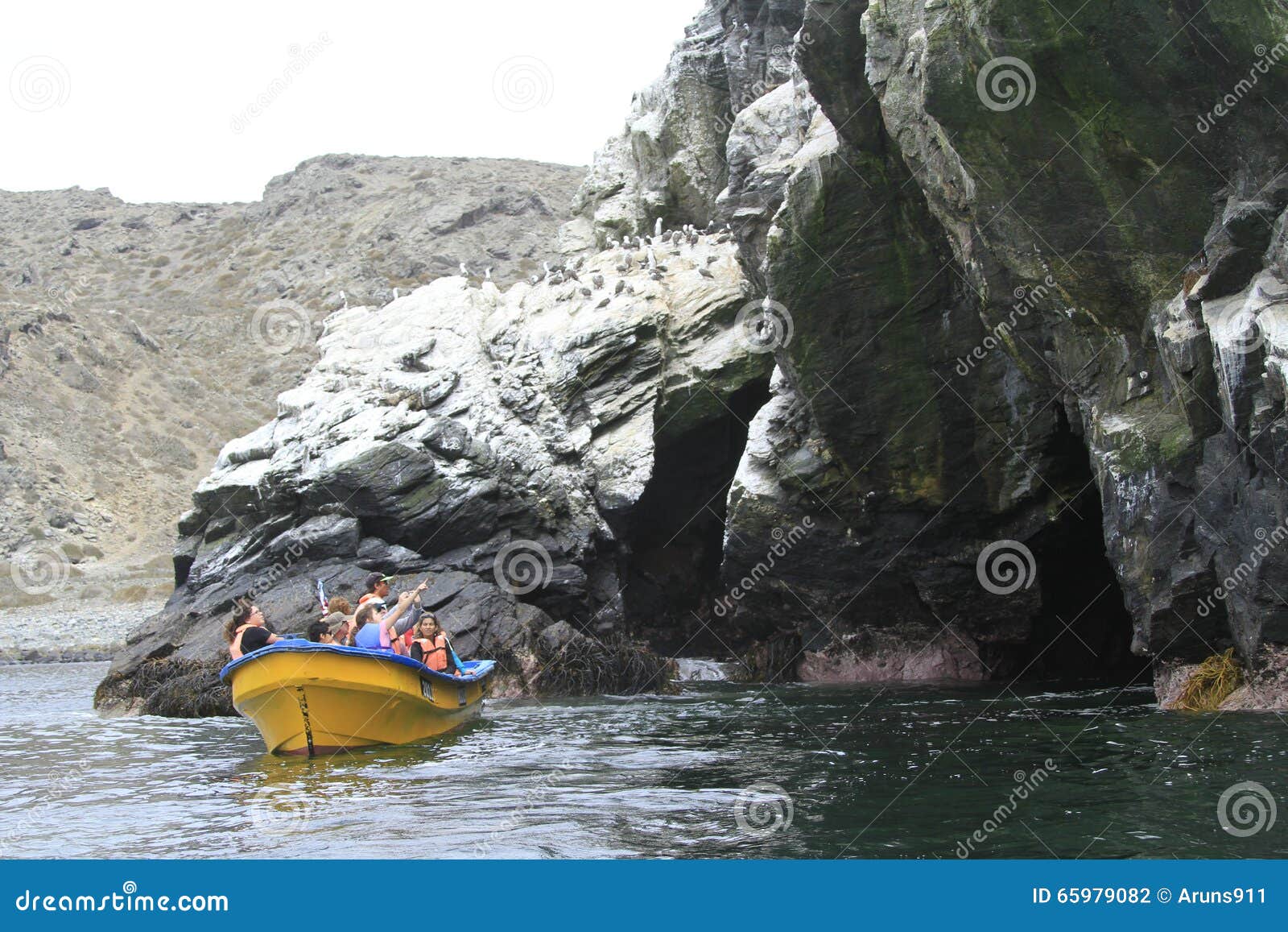 Isla Damas Near La Serena Chile Editorial Photography - Image of lion ...