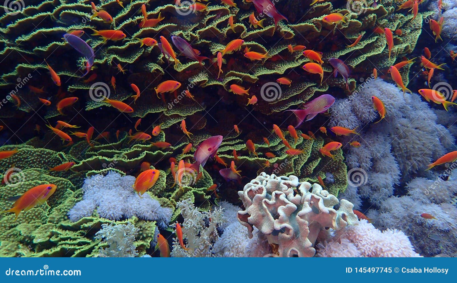 Isla De Tiran Del Mar Rojo De Egipto Imagen de archivo - Imagen de ...