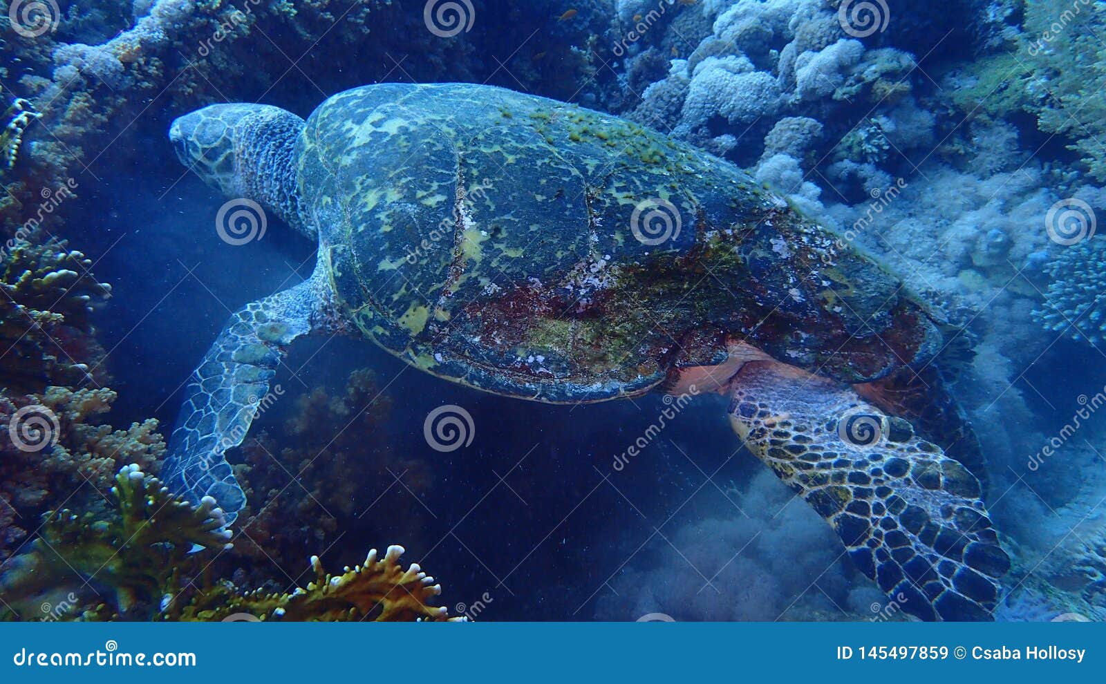 Isla De Tiran Del Mar Rojo De Egipto Imagen de archivo - Imagen de rojo ...