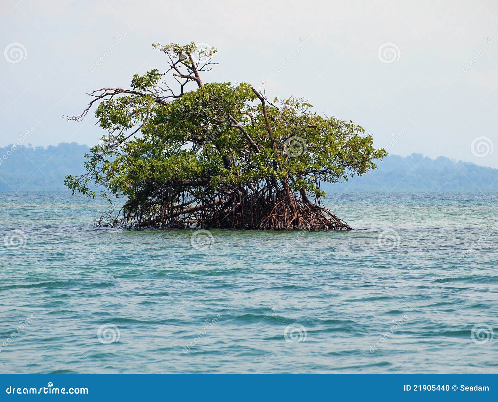 Isla del mangle en Panamá foto de archivo. Imagen de tropical - 21905440