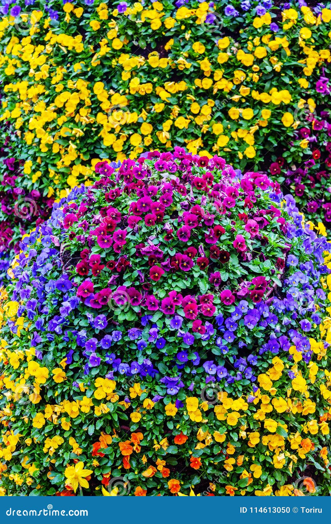 Isla Mainau de la flor foto de archivo. Imagen de flora - 114613050