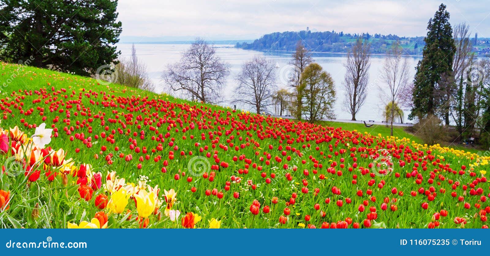 Isla Mainau de la flor imagen de archivo. Imagen de alemania - 116075235