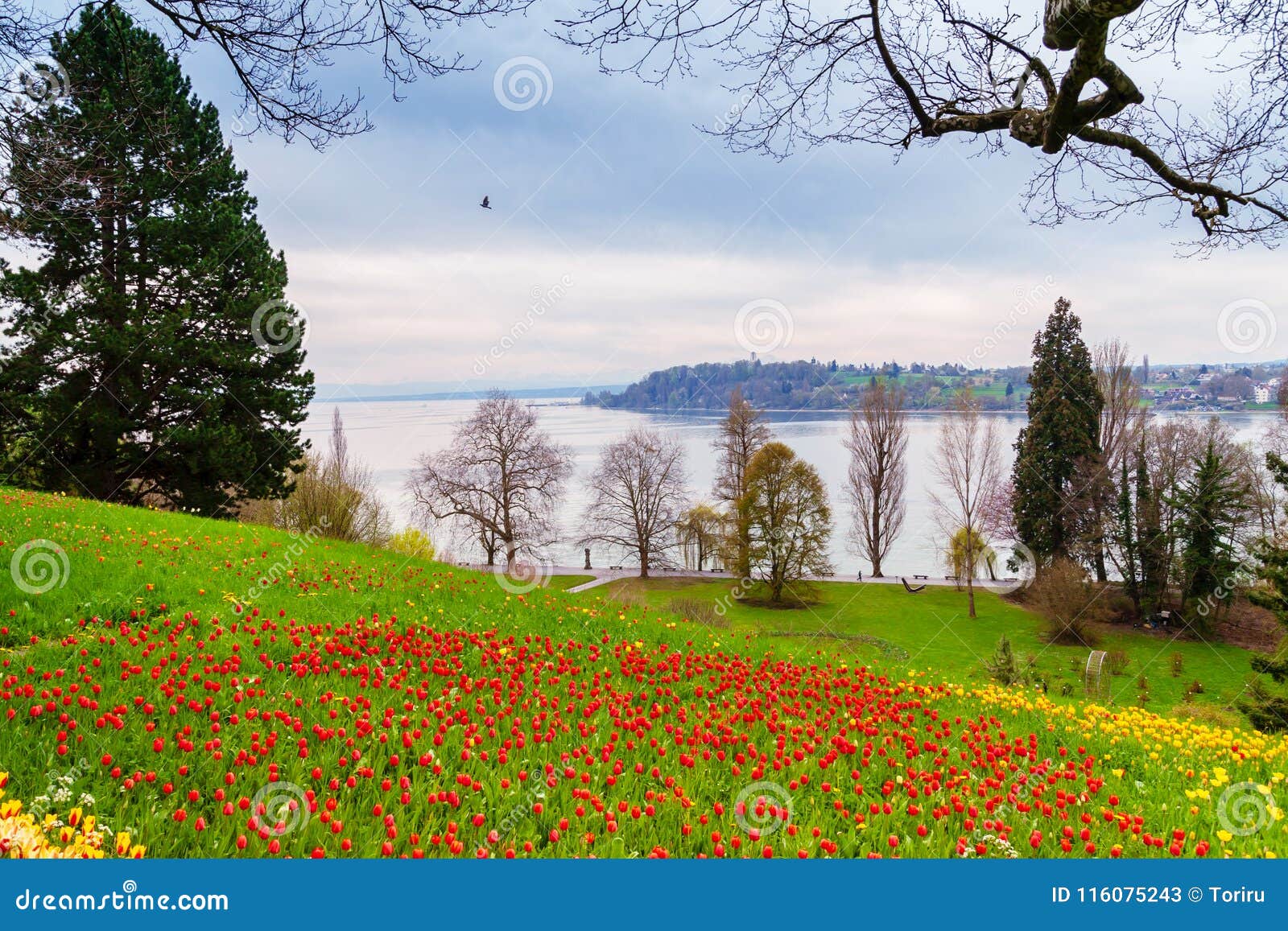 Isla Mainau de la flor imagen de archivo. Imagen de verde - 116075243