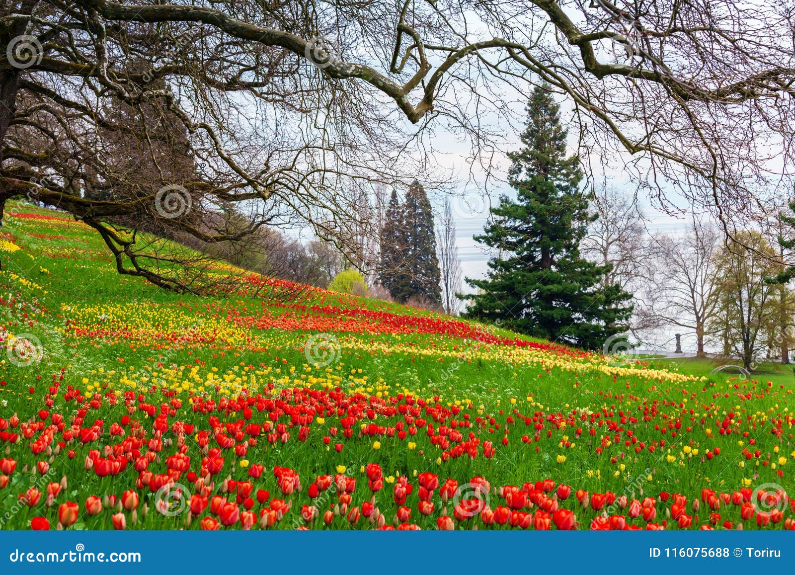 Isla Mainau de la flor foto de archivo. Imagen de alemania - 116075688