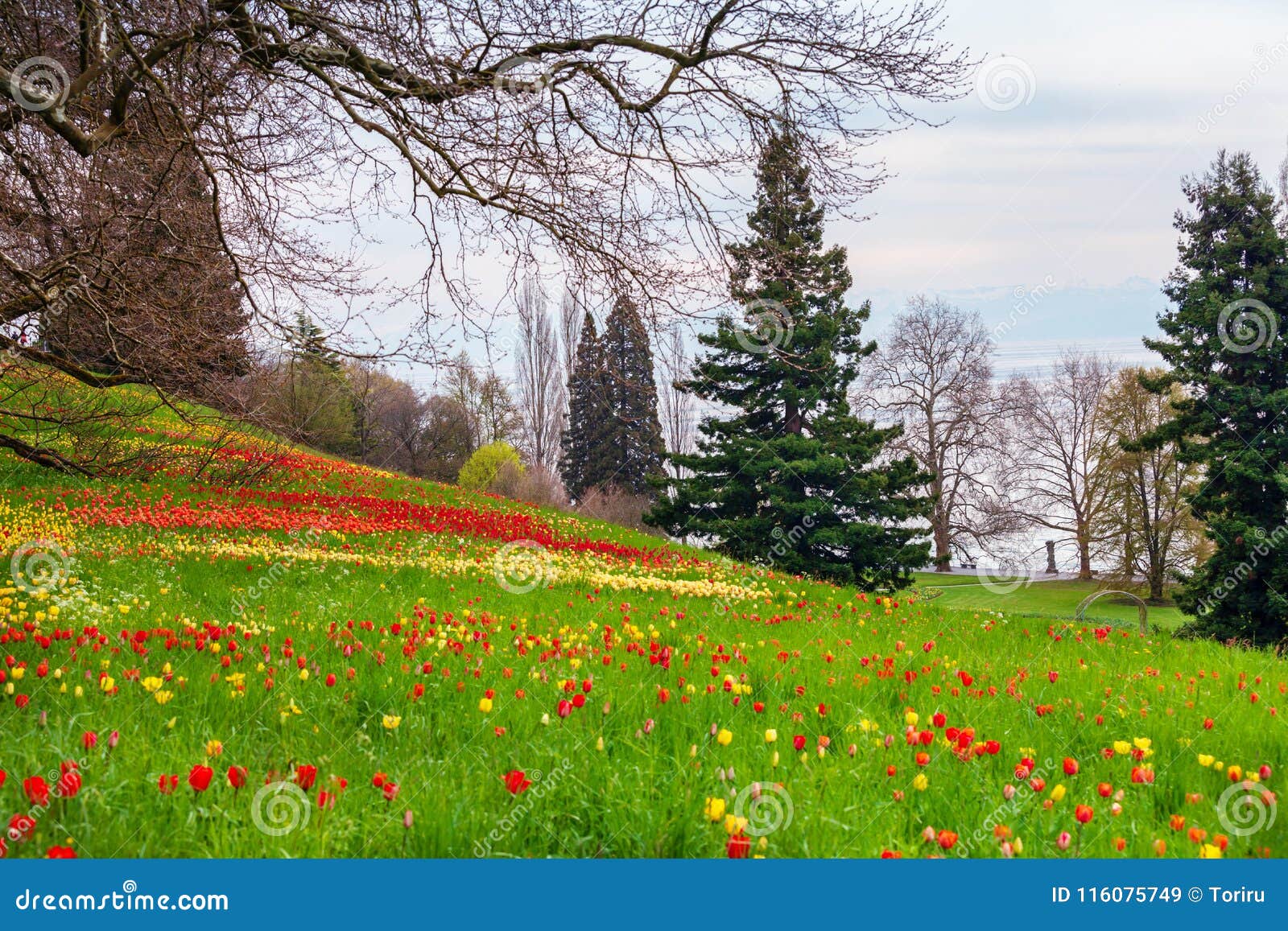 Isla Mainau de la flor imagen de archivo. Imagen de flor - 116075749