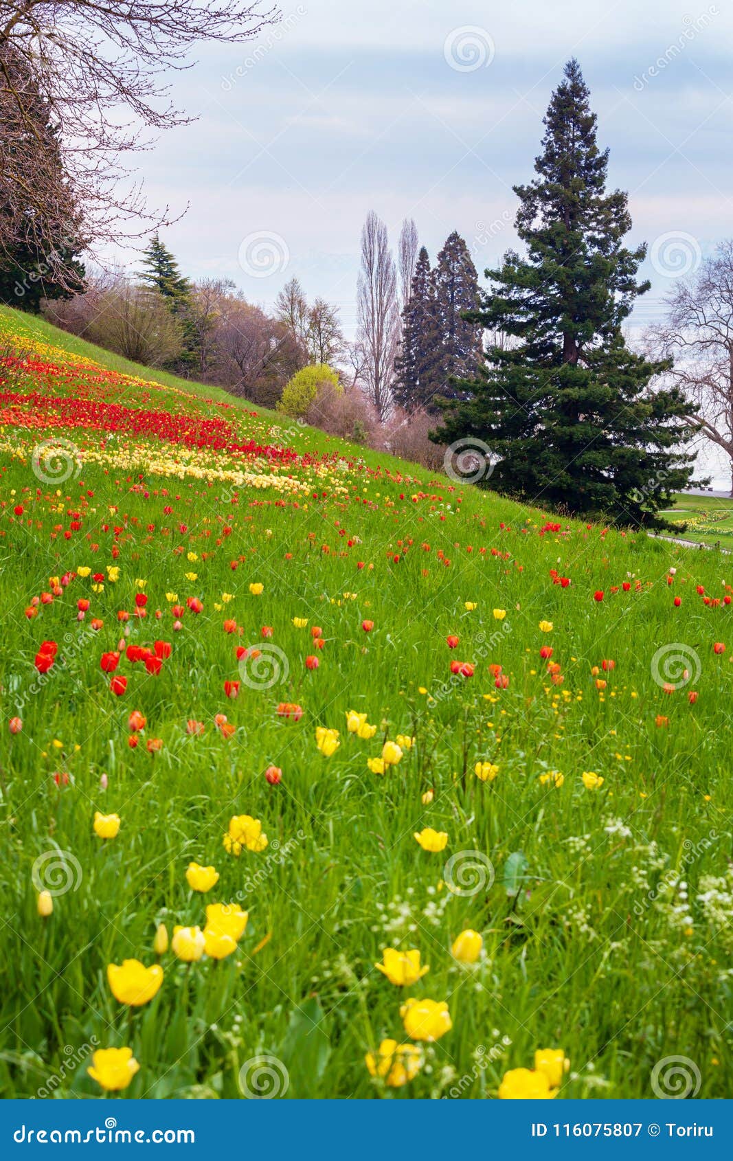 Isla Mainau de la flor imagen de archivo. Imagen de flora - 116075807