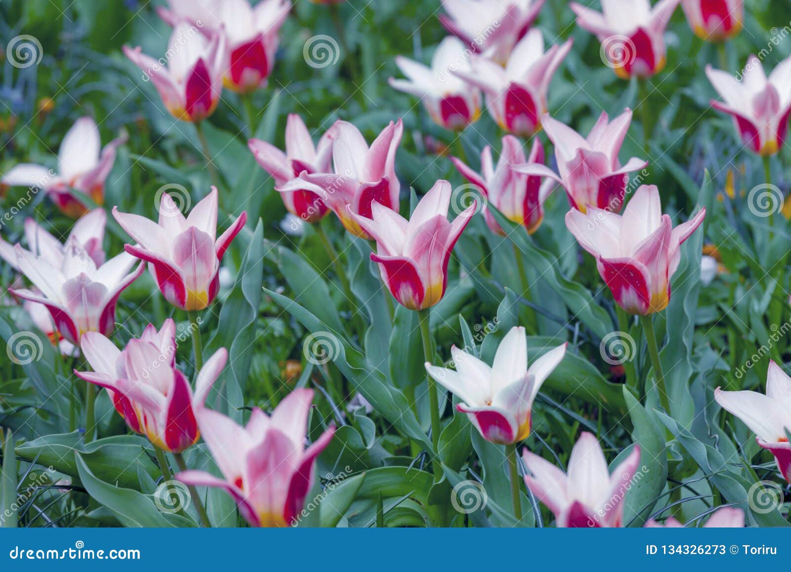 Isla Mainau de la flor imagen de archivo. Imagen de rojo - 134326273