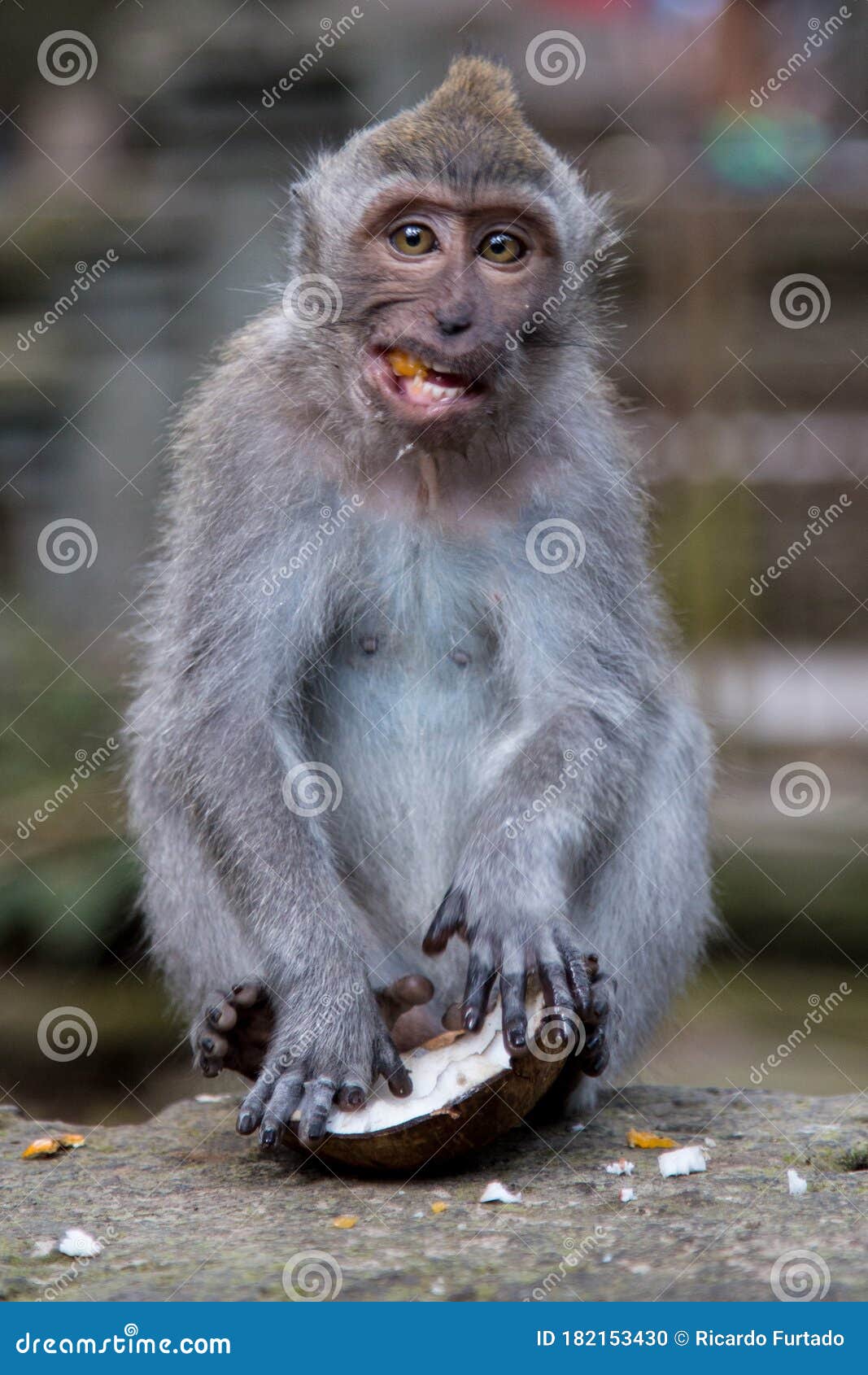 Isla ubub bali foto de archivo. Imagen de bali, piedra - 182153430