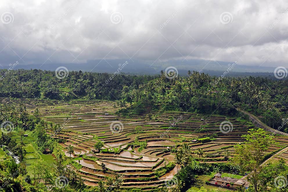 Island Bali - Rice Fields (paddy) Stock Image - Image of rice, scene ...