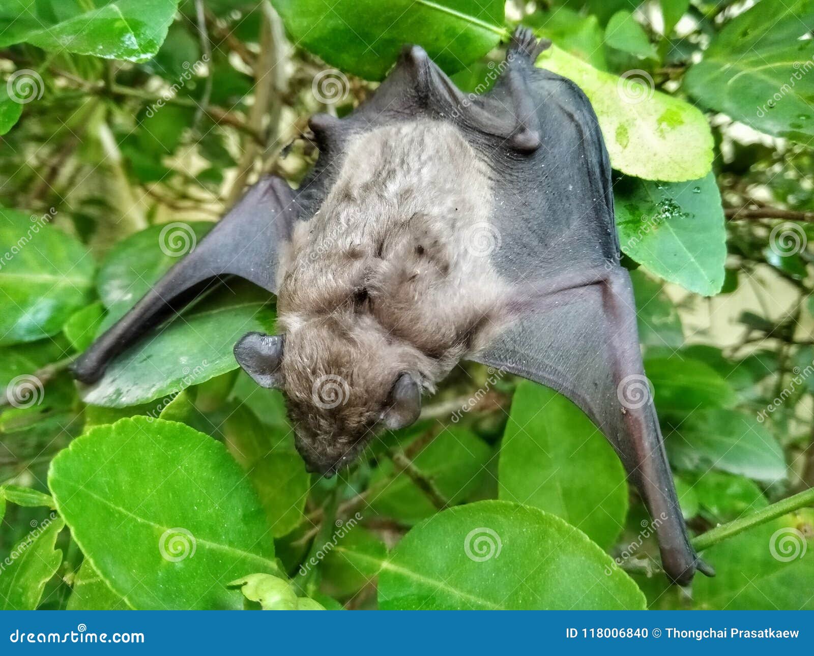 Bat stock photo. Image of daytimebat, bats, tree, island - 118006840