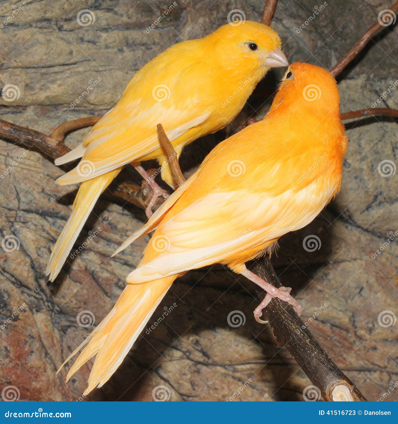 Island canary bird stock image. Image of bird, nature - 41516723