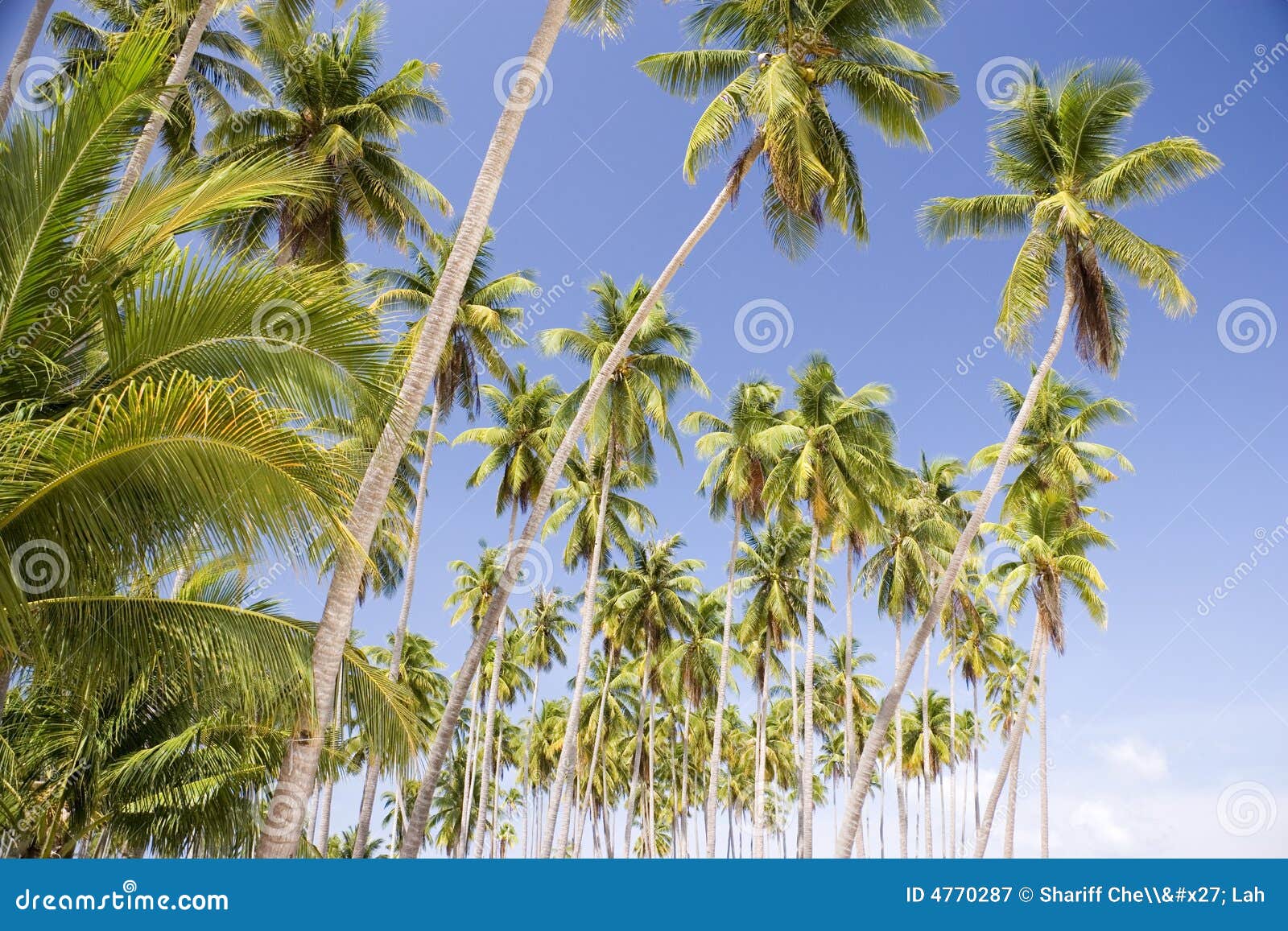Island Coconut Trees stock image. Image of travel, trees - 4770287