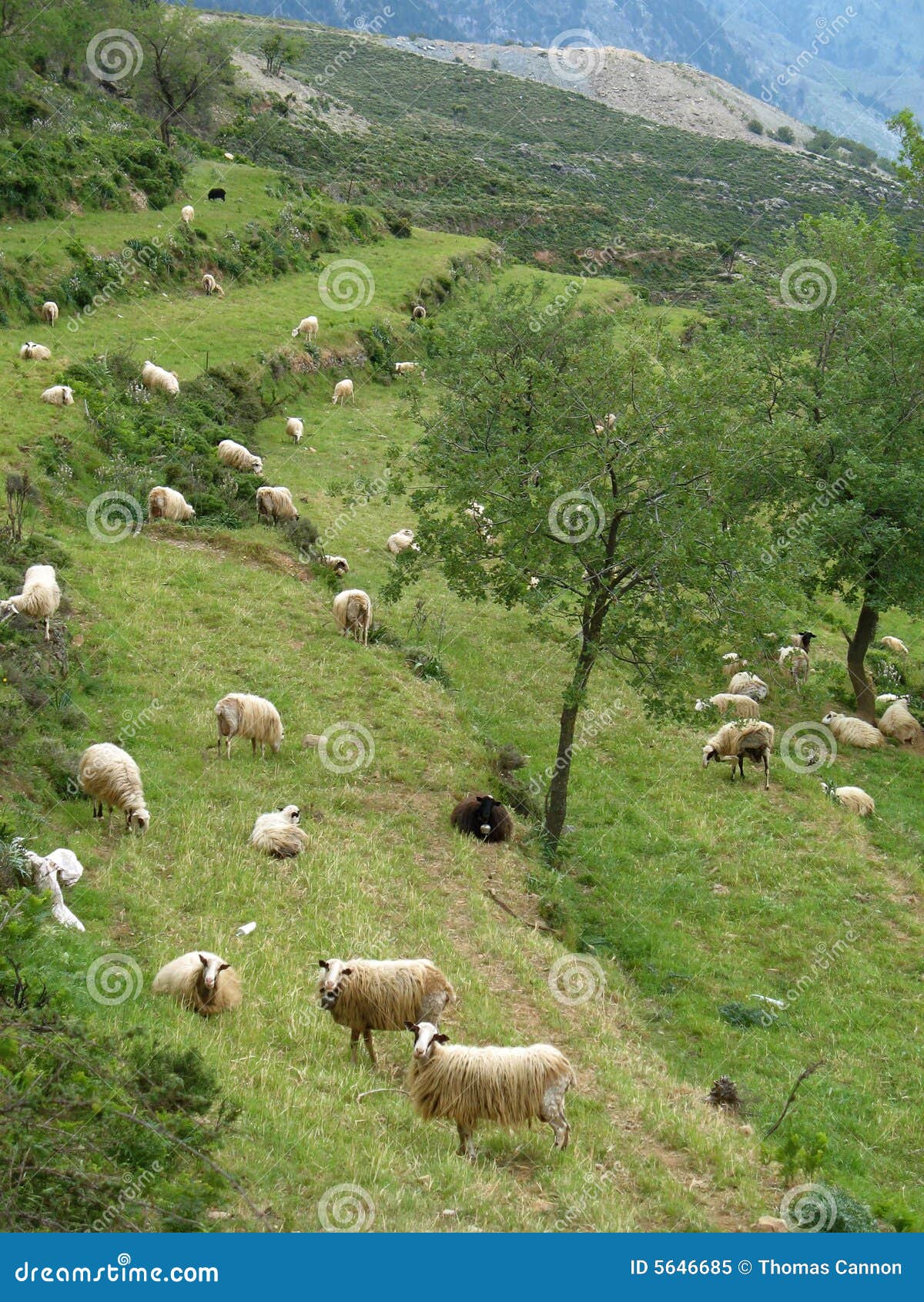 Island of Crete - Sheep and Goats at Pasture Stock Image - Image of ...