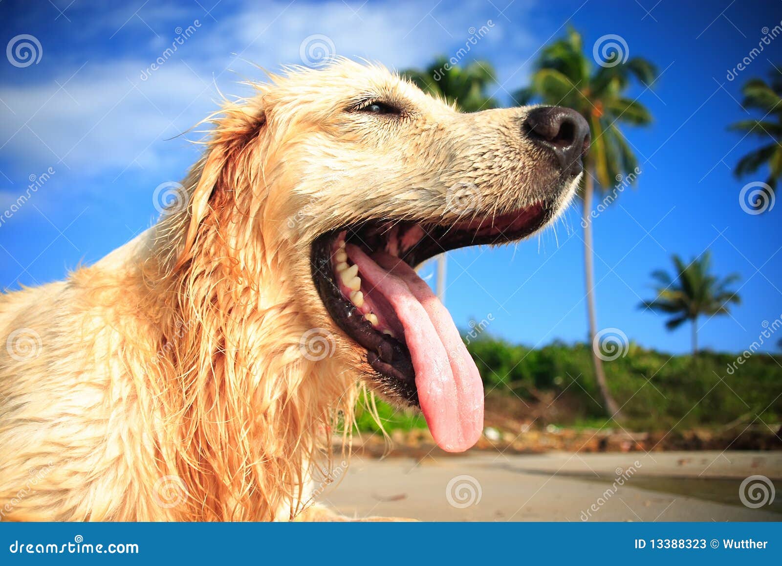 Island dog stock image. Image of coast, leisure, sunset - 13388323