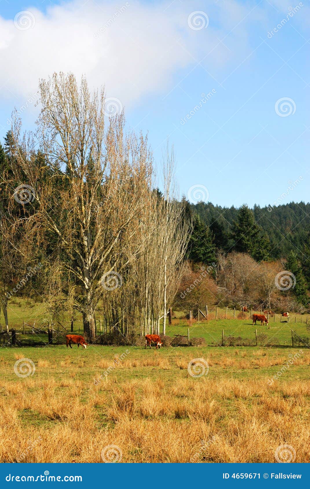 Island farm stock image. Image of canada, ground, national - 4659671