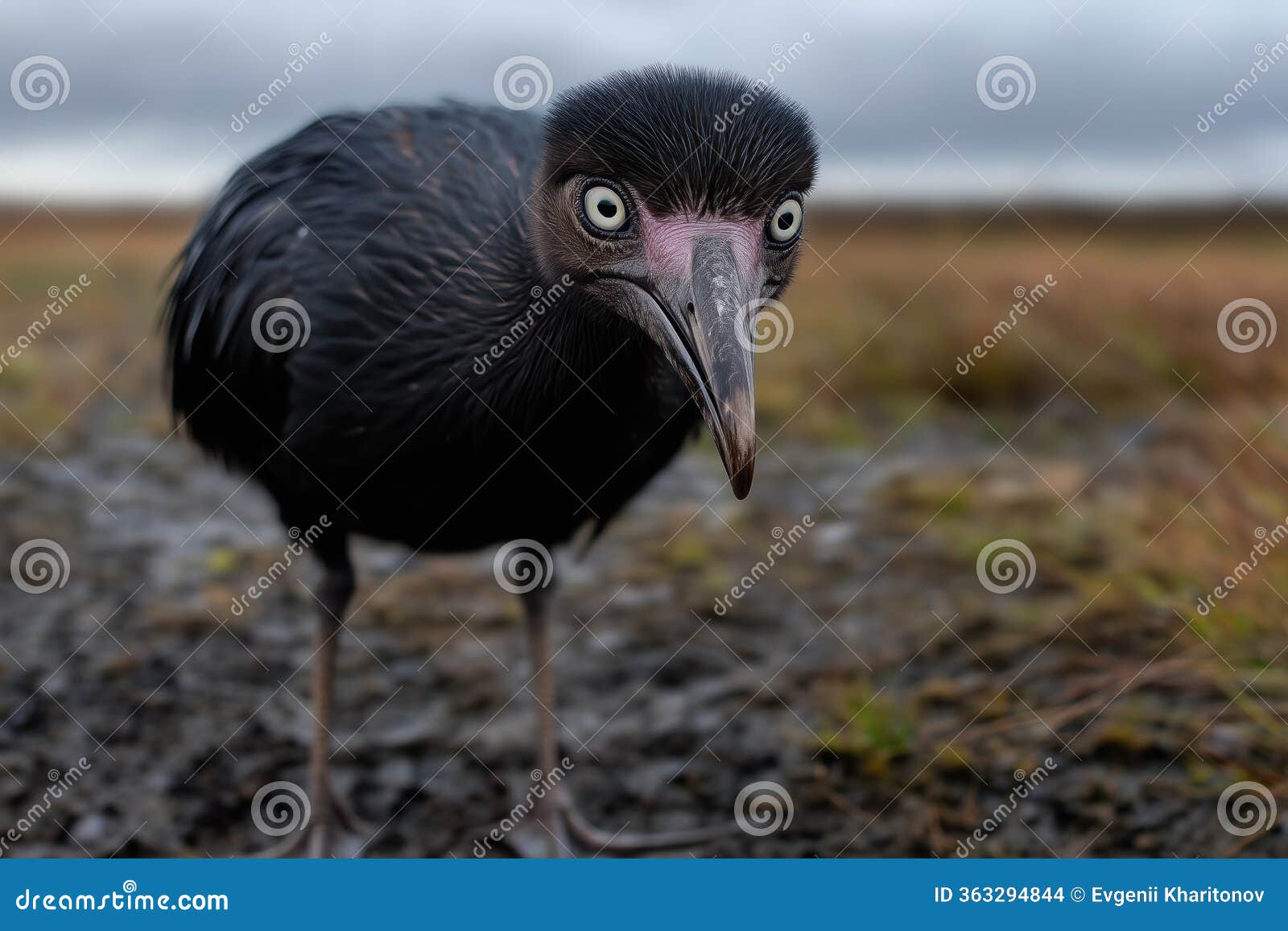 Island Flightless Bird, Concept Of Rare And Endangered Species Royalty ...