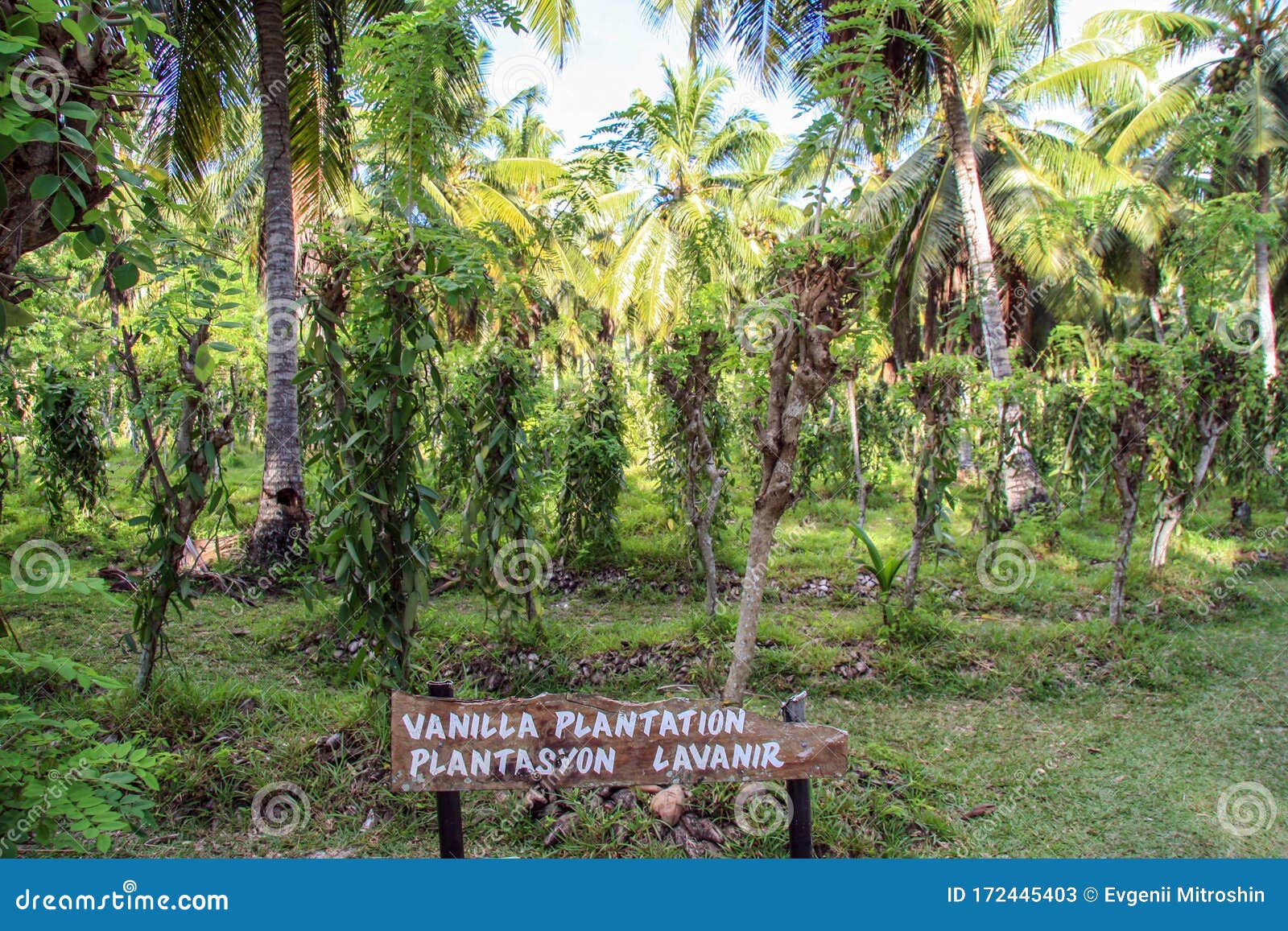 Vanilla Production in Seychelles Editorial Stock Photo - Image of ...