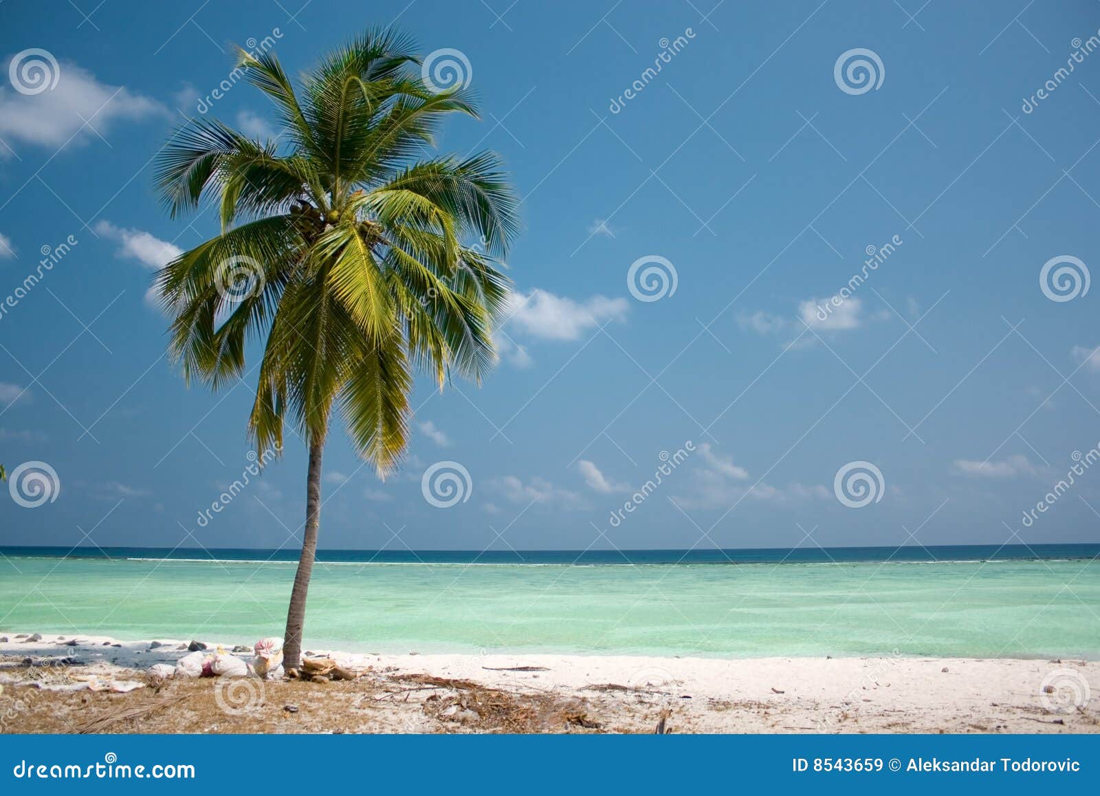 Island Paradise - Palm Tree Stock Image - Image of outdoor, idyllic ...
