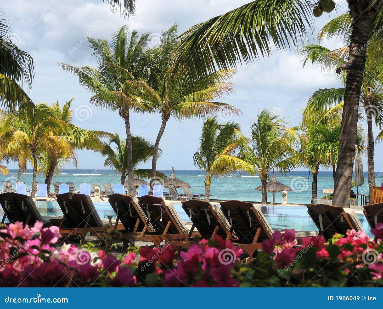 Island Pool stock image. Image of palm, relaxing, chair - 1966049