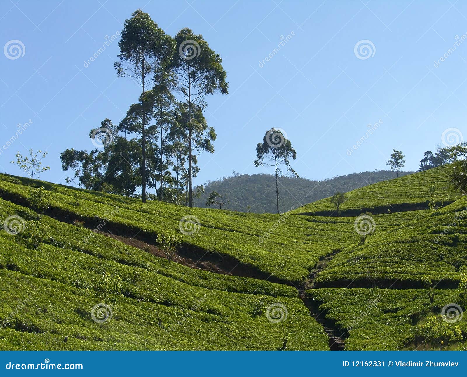 Island Sri Lanka (Ceylon), Tea Plantation Stock Image - Image of summer ...