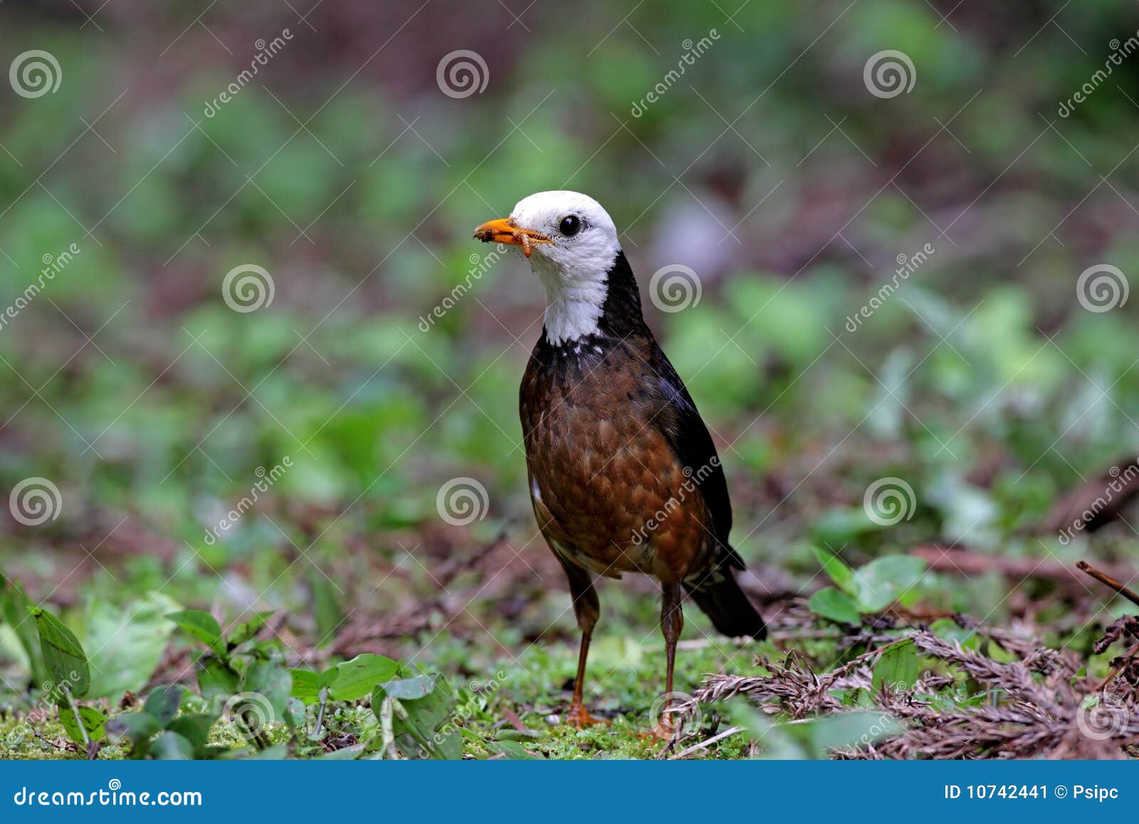 Island Thrush, Turdus Poliocephalus Stock Image - Image of head, bird ...