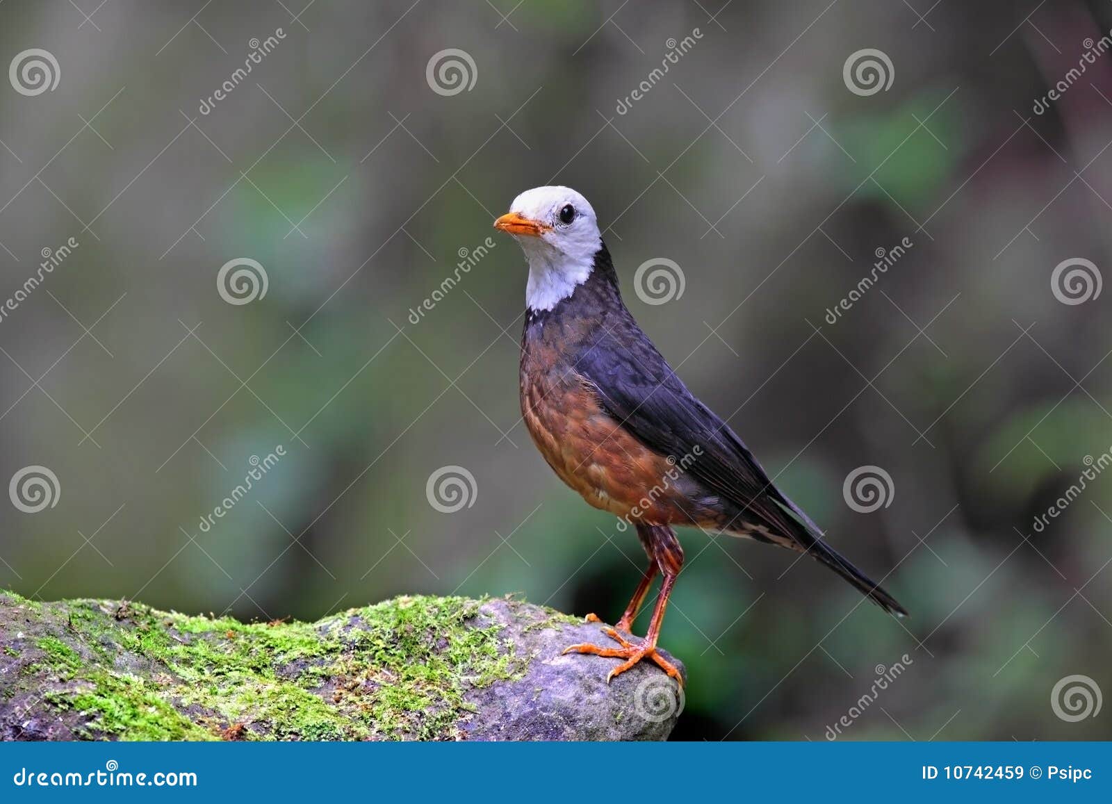 Island Thrush, Turdus Poliocephalus Stock Image - Image of organism ...