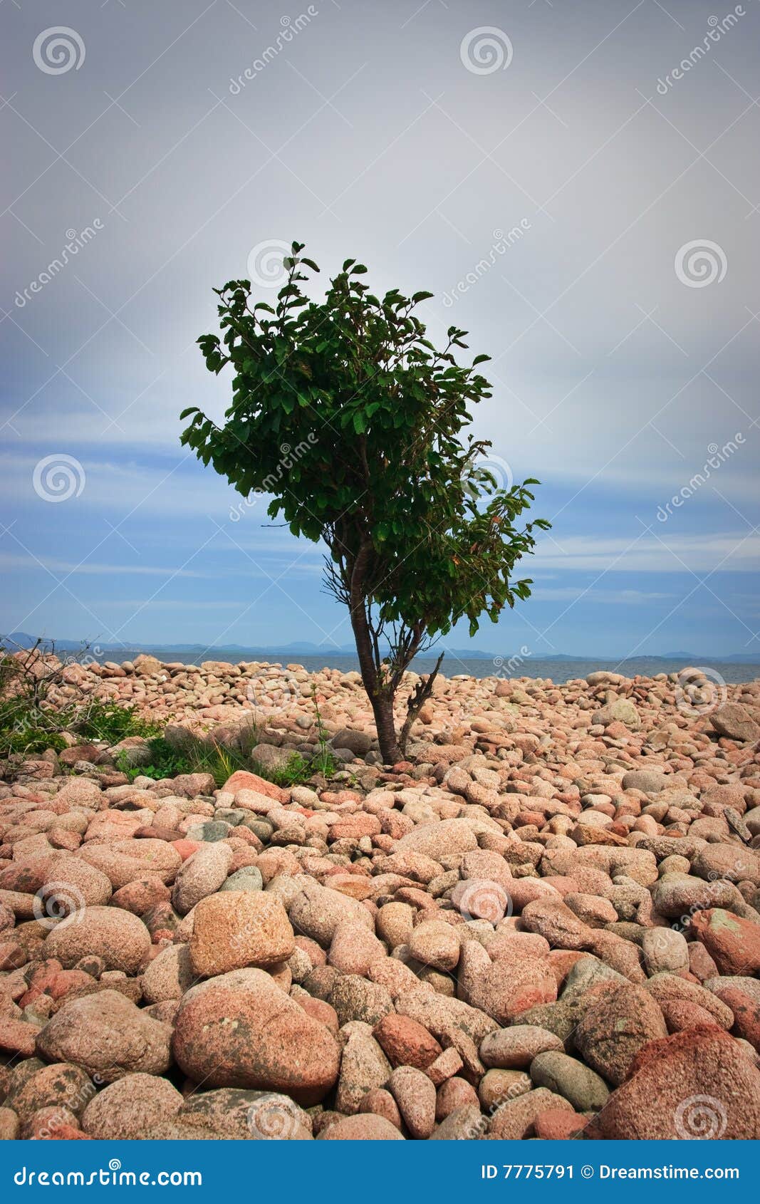 Island tree stock image. Image of landscape, horizon, solitude - 7775791