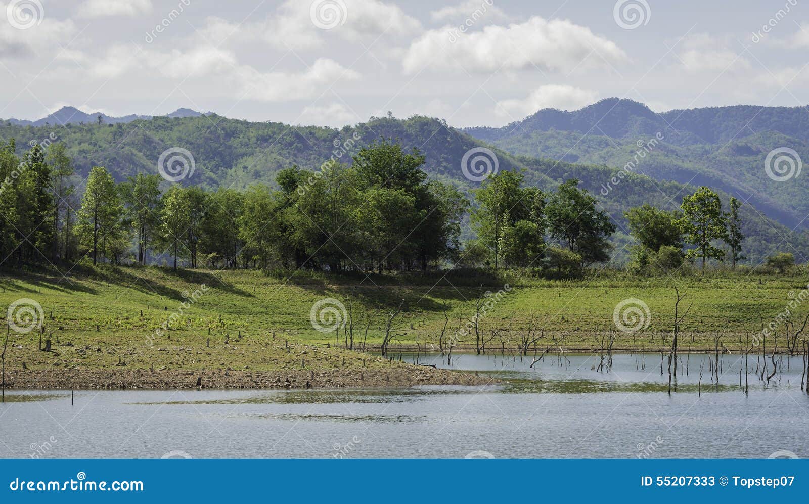 Island with Tree and Tree Stump Stock Image - Image of water, wildlife ...