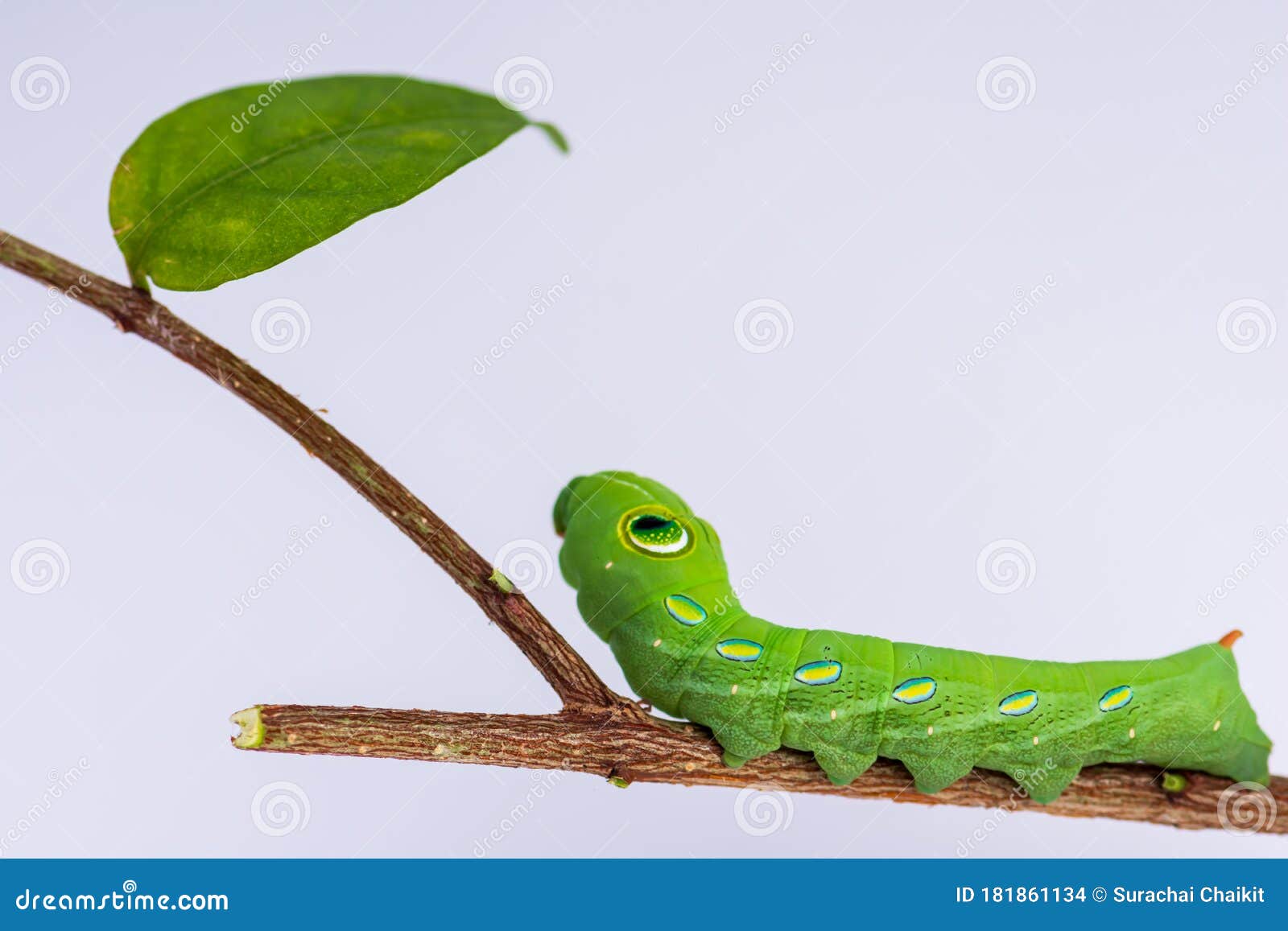 The island worm on twigs stock photo. Image of macro - 181861134