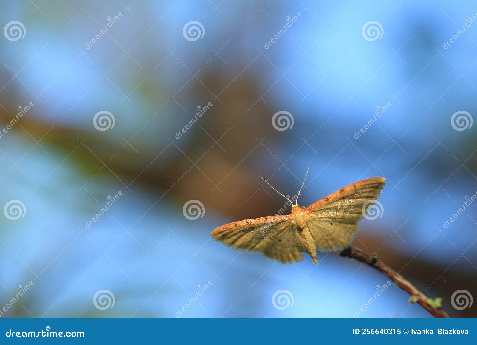 Isle of Wight wave moth stock image. Image of moth, idaea - 256640315