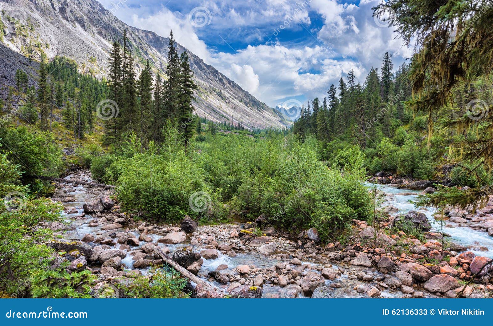 Islet Young Forest Near the Fast Mountain River Stock Image - Image of ...