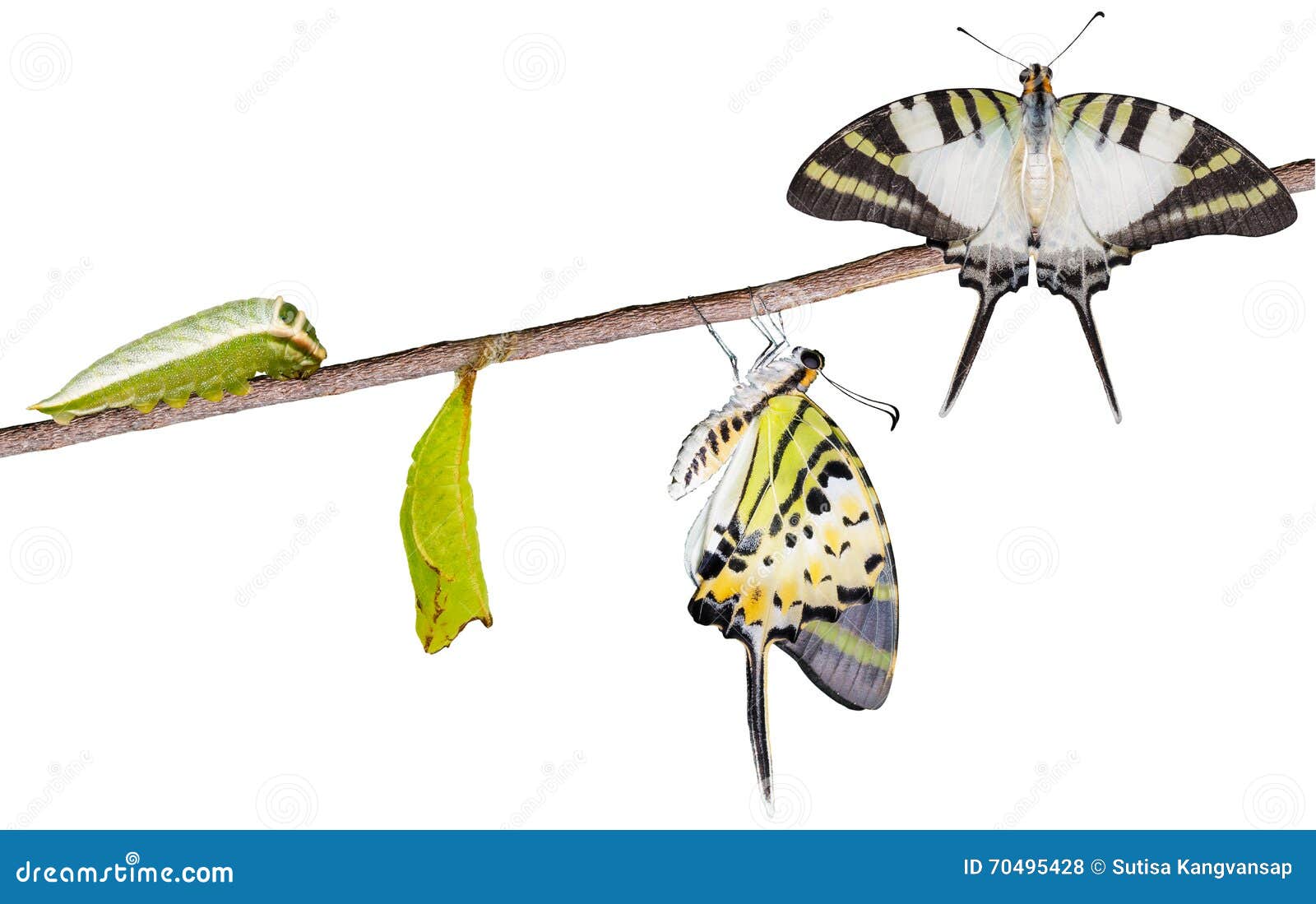 Isoalted Five Bar Swordtail Butterfly Life Cycle Stock Photo - Image of ...
