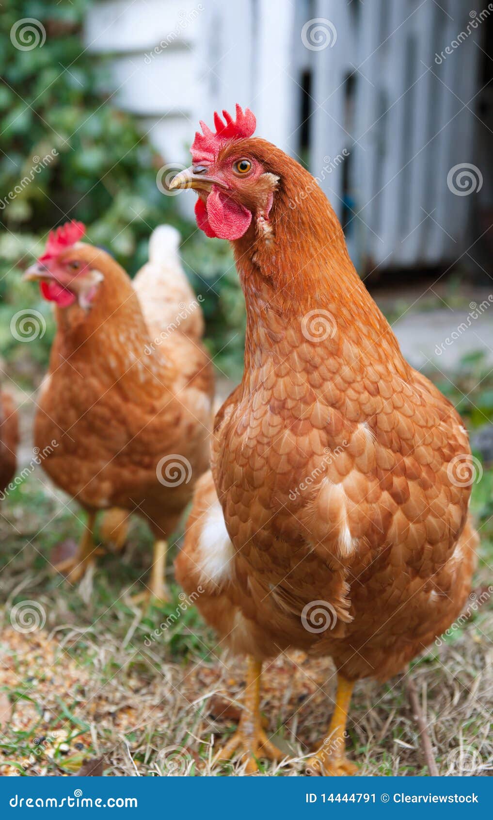 Isobrown chickens in yard stock image. Image of chicken - 14444791