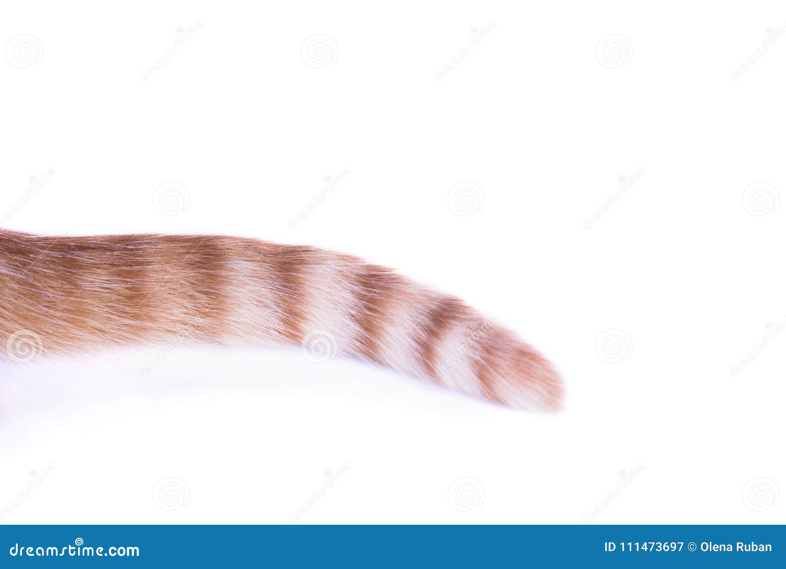 Isolado Vermelho Da Cauda Do ` S Do Gato Imagem de Stock - Imagem de ...