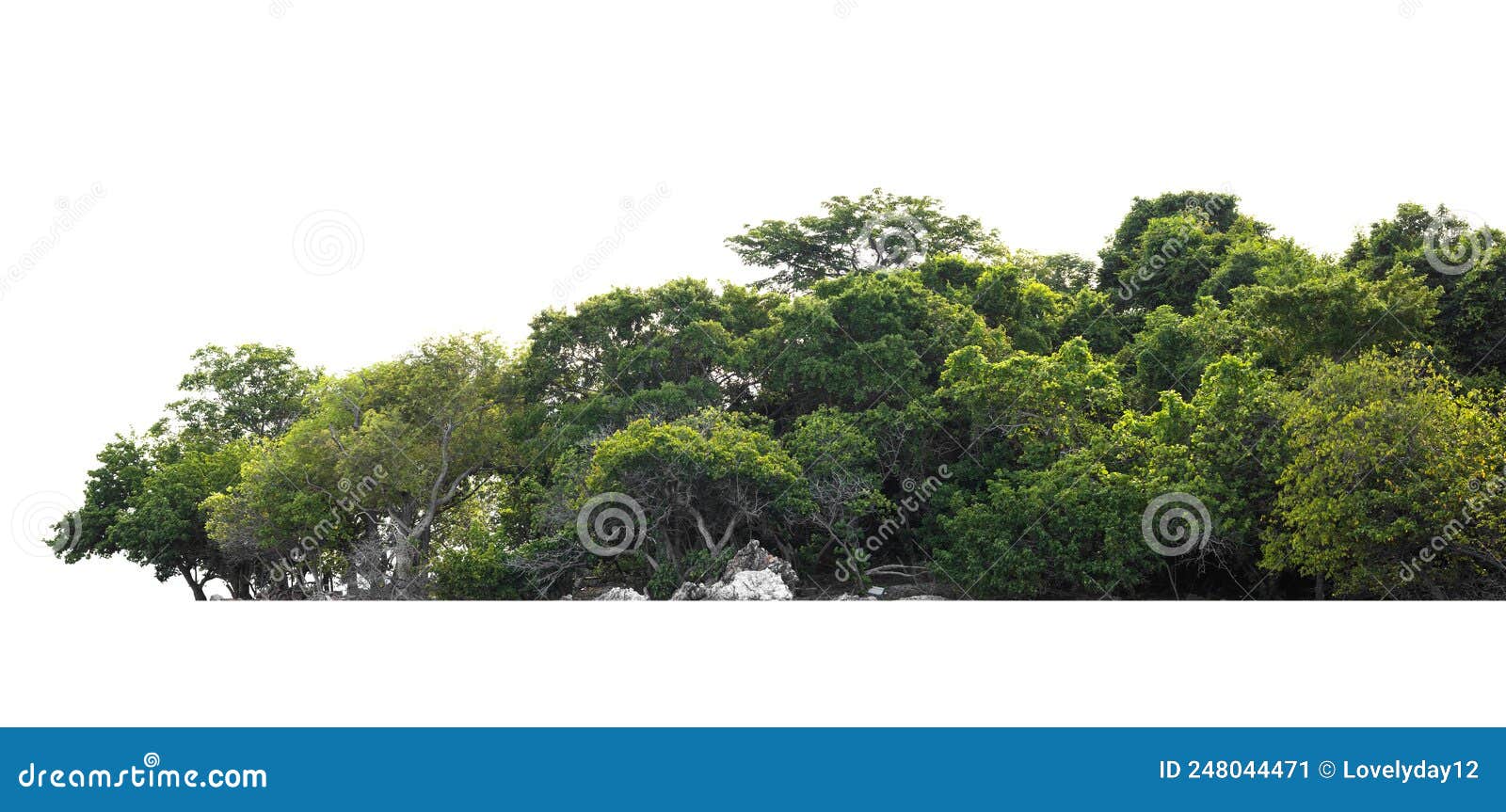 Isolant D'arbre Vert Du Groupe Sur Fond Blanc Image stock - Image du ...