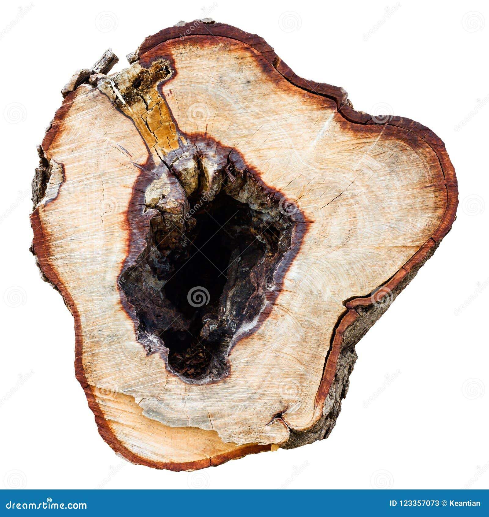 Isolate, the Cross-section of the Stumps Deformed. Stock Image - Image ...