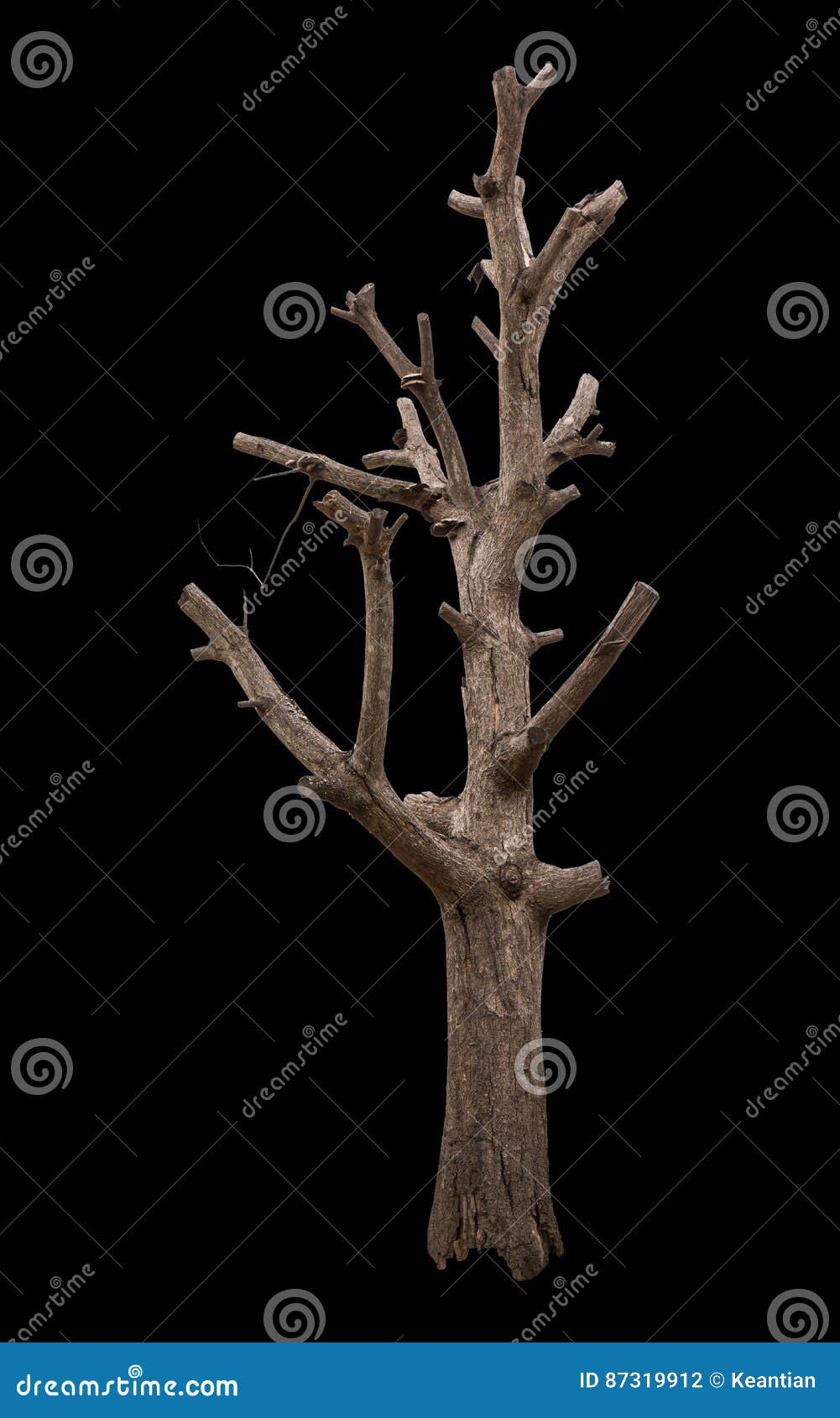 Isolate Bare Tree Branch Cut. Stock Photo - Image of isolated, spooky ...