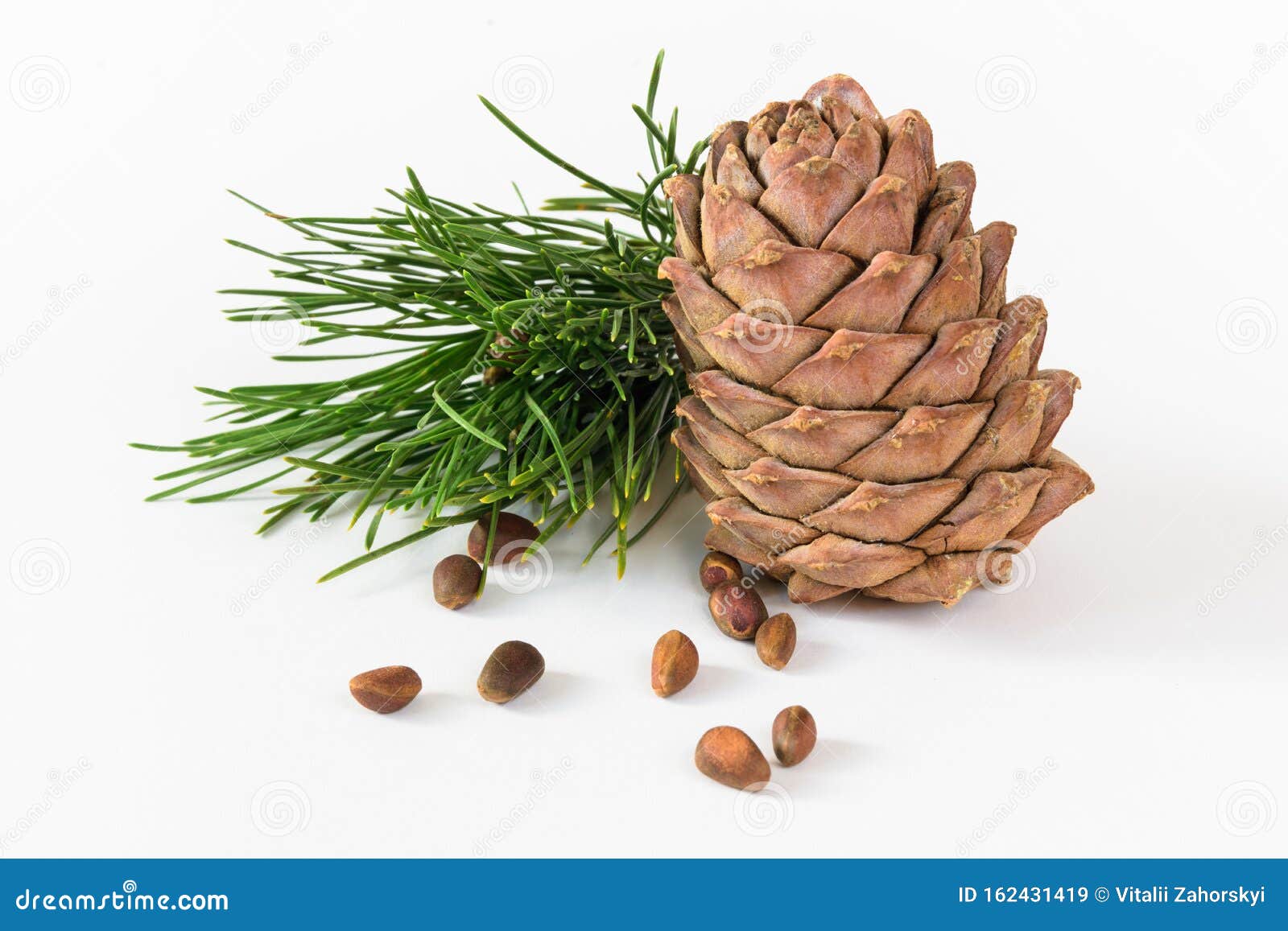 Isolate, Composition, Pine Cone, Nuts and Cedar Branch on a White ...