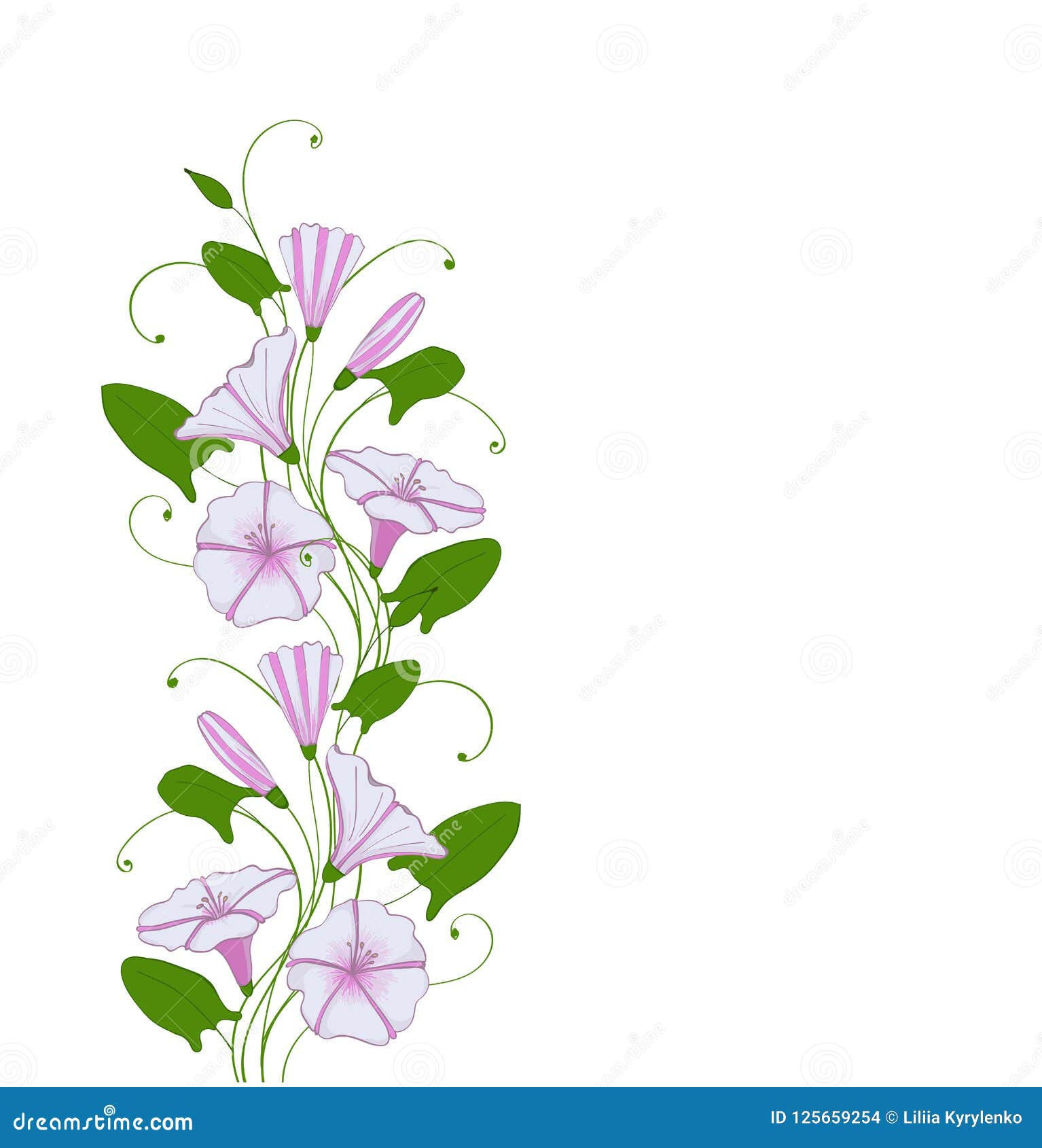 Isolate Element For Design Flower Bindweed, Floral Border With Morning ...