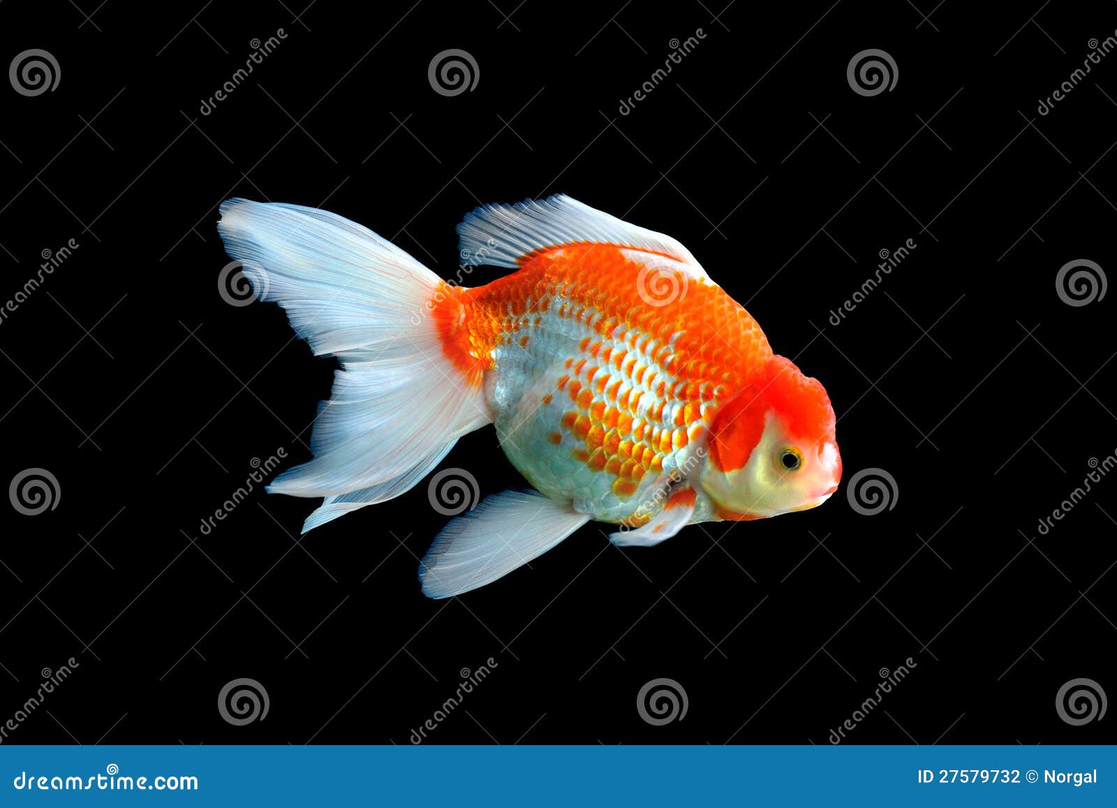 Isolate fish stock photo. Image of fish, underwater, natural - 27579732