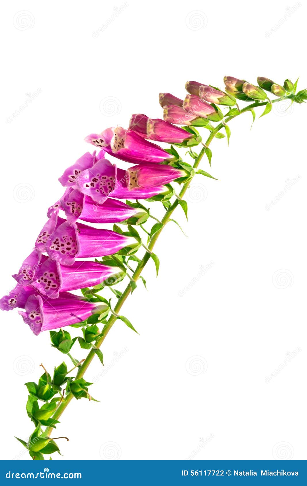 Isolate Foxglove Flowers on a White Background Stock Photo - Image of ...
