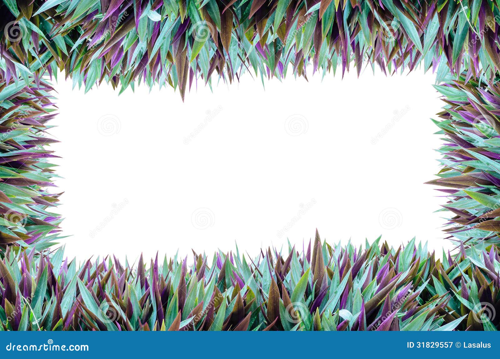 Isolate Full Grass Frame stock image. Image of design - 31829557